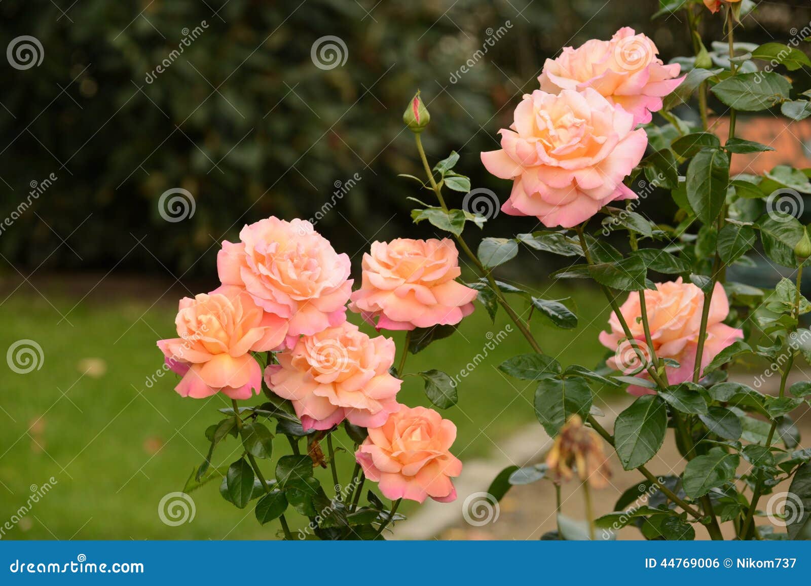 Rose stock photo. Image of wedding, flowers, symbol, rose - 44769006