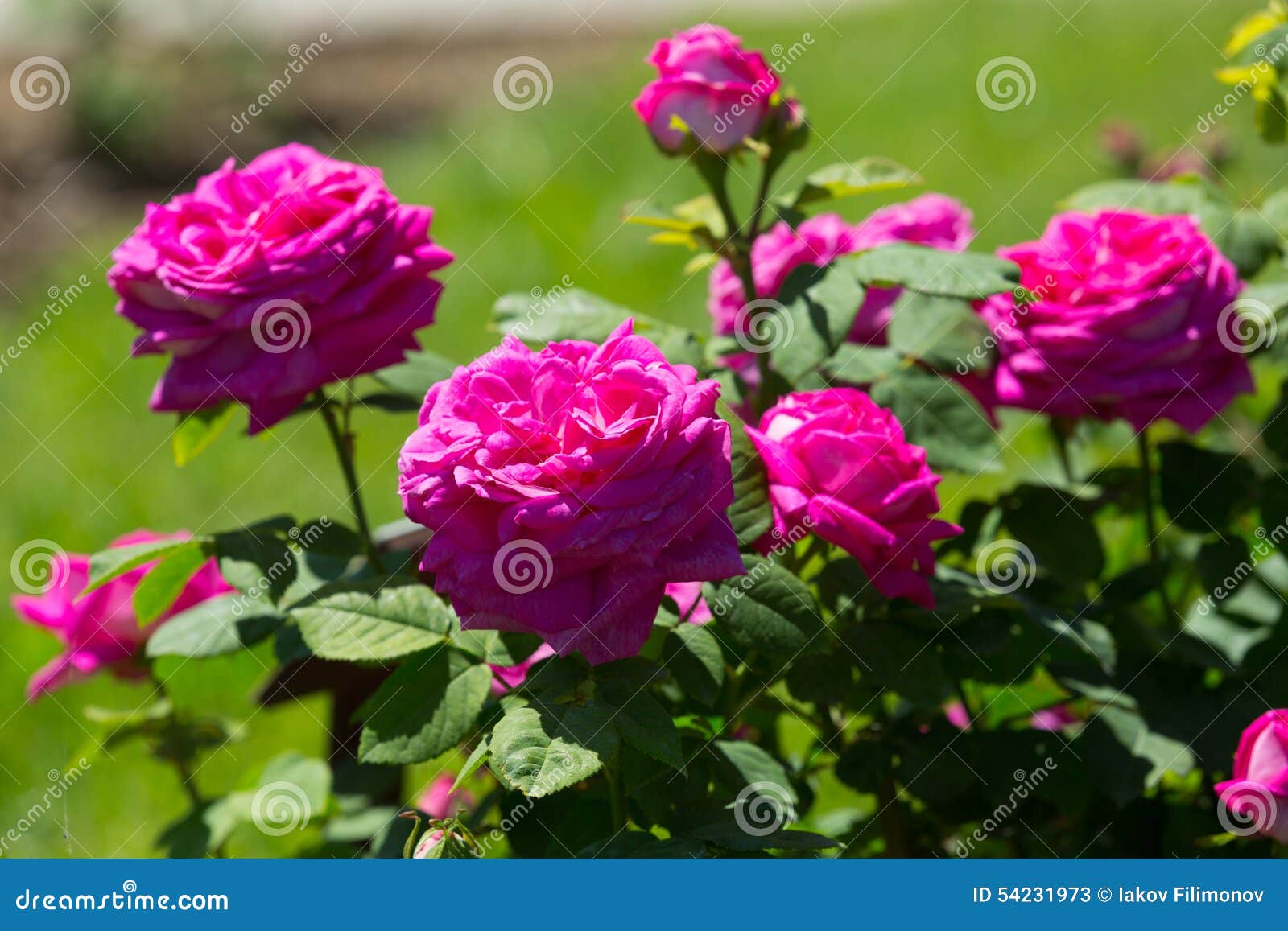 Rose roses plant in spring stock image. Image of colorful - 54231973