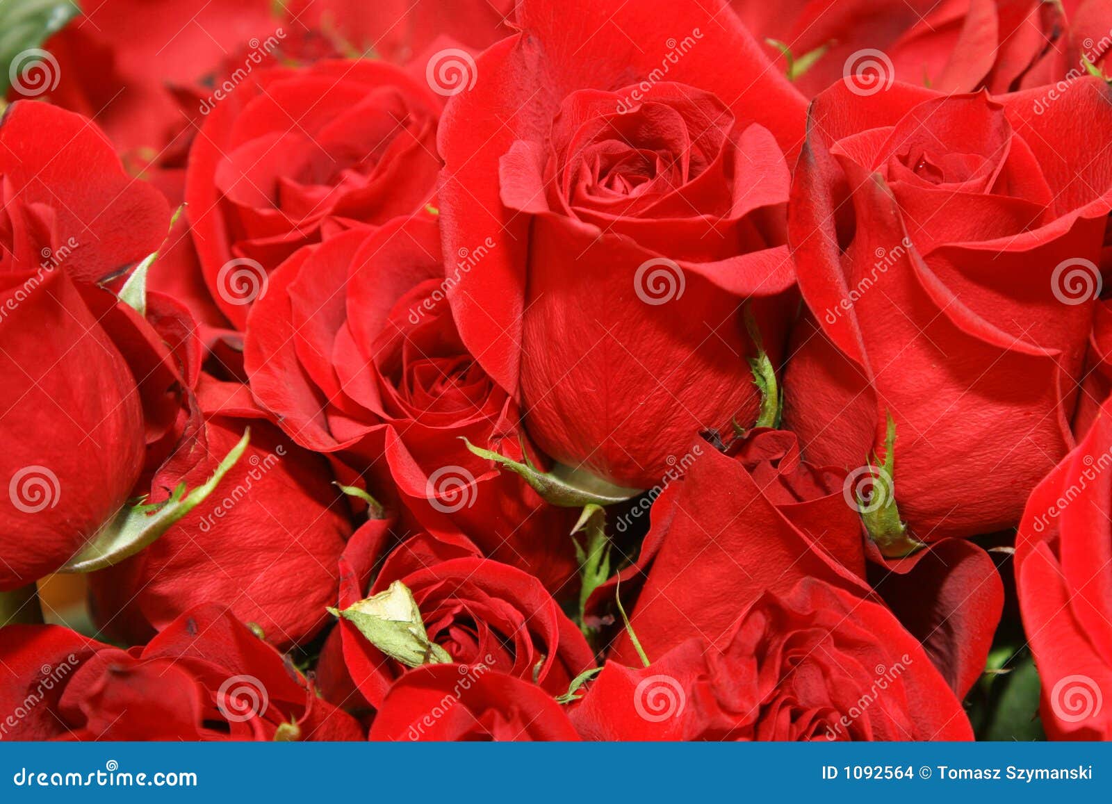 Rose Rosse Immagine. Immagine: 1092564