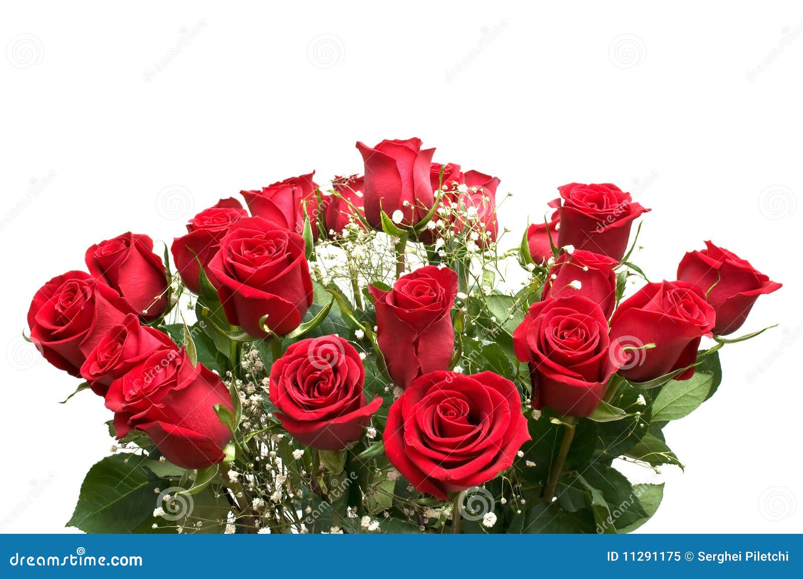 Rose rosse. immagine stock. Immagine di rose, verde, isolato - 11291175