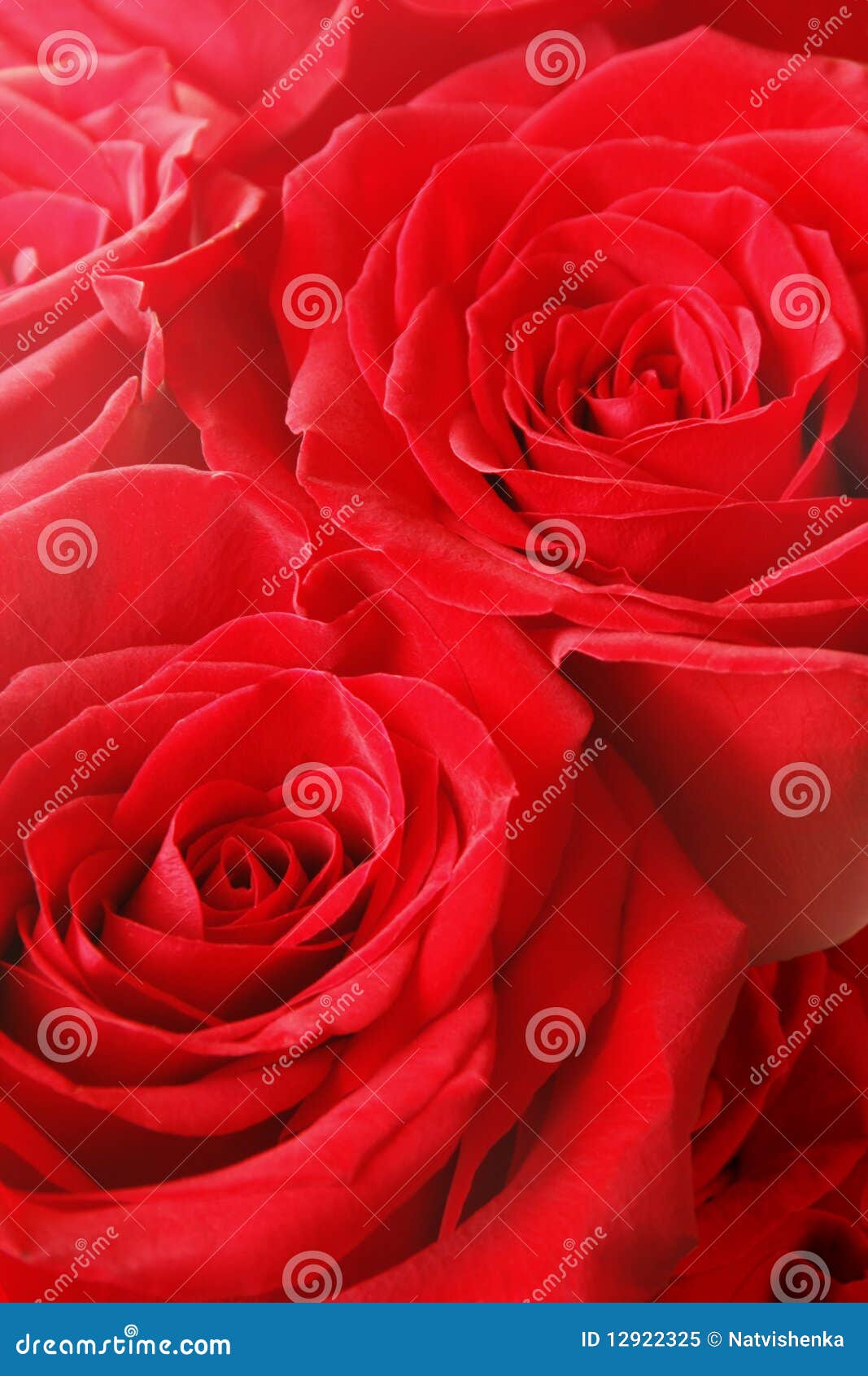 Rose rosse immagine stock. Immagine di rose, amore, romantico - 12922325