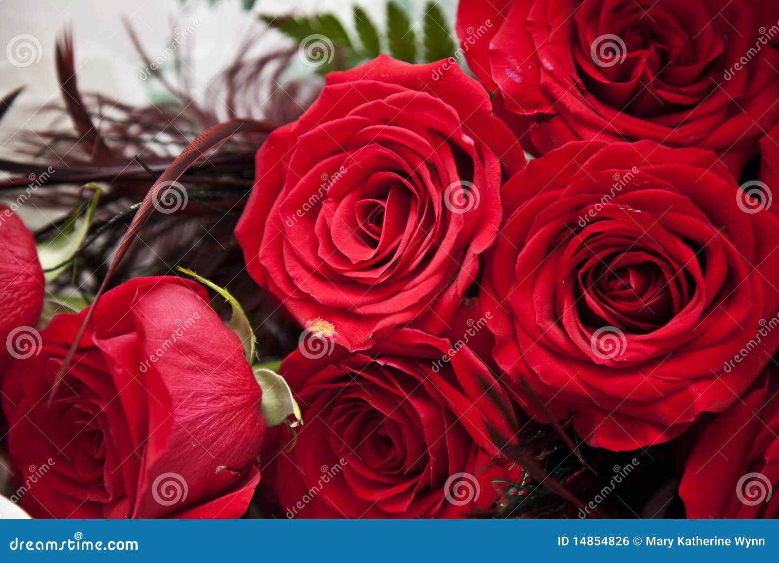 Rose rosse fotografia stock. Immagine di contemporaneo - 14854826