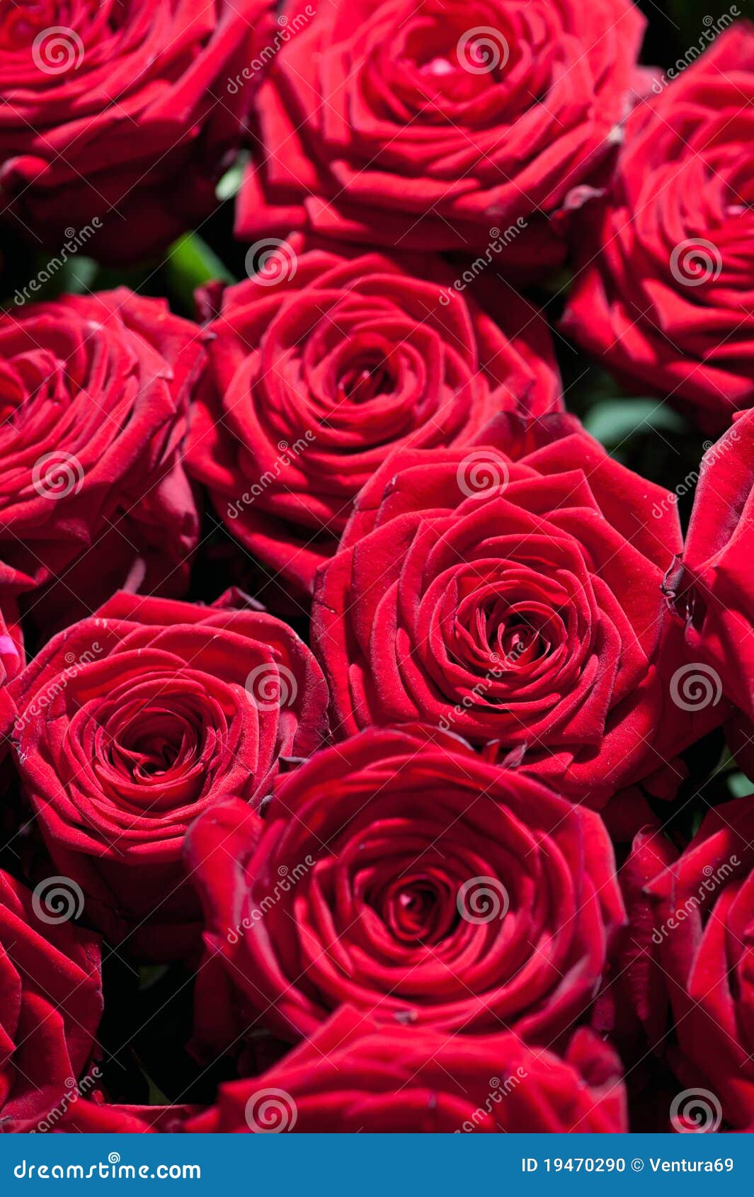 Rose rosse fotografia stock. Immagine di festivo, floreale - 19470290