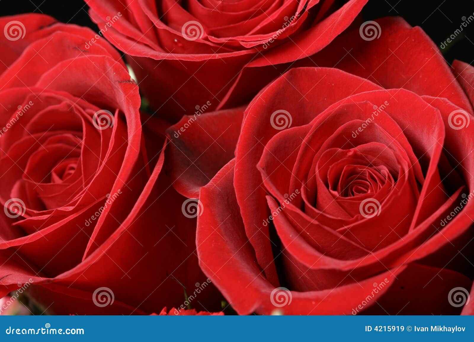 Rose rosse immagine stock. Immagine di chiusura, antecedenti - 4215919