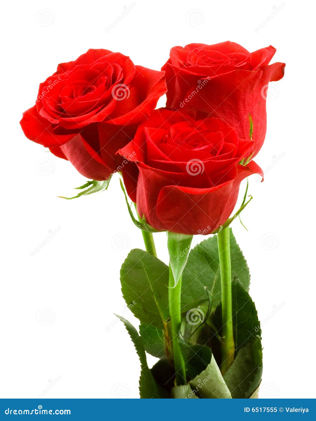 Rose rosse immagine stock. Immagine di bianco, rose, nave - 6517555