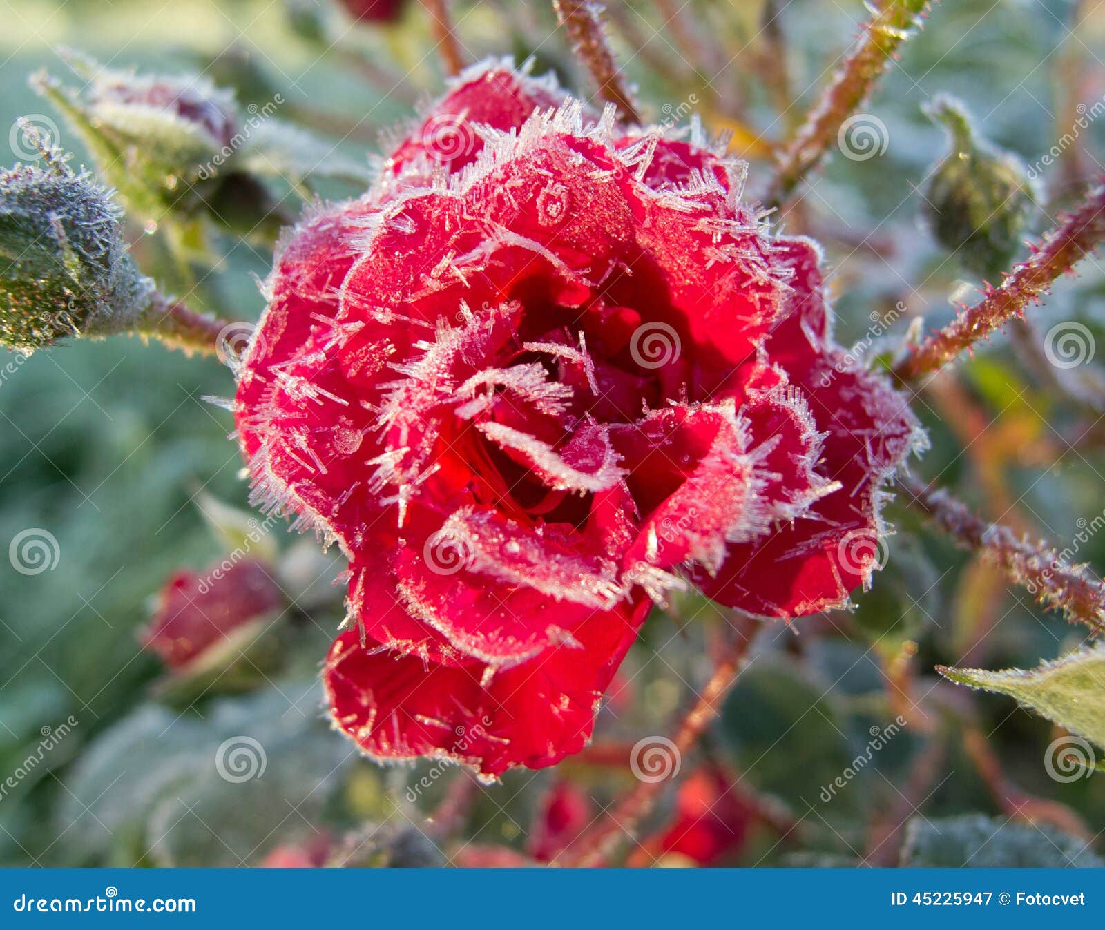 Rose Rosse Coperte Di Brina Immagine Stock - Immagine di macro, sfondo ...