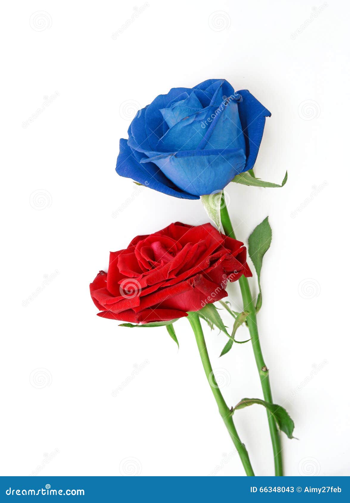 Rose Rosse E Blu Su Fondo Bianco Immagine Stock - Immagine di rosso ...