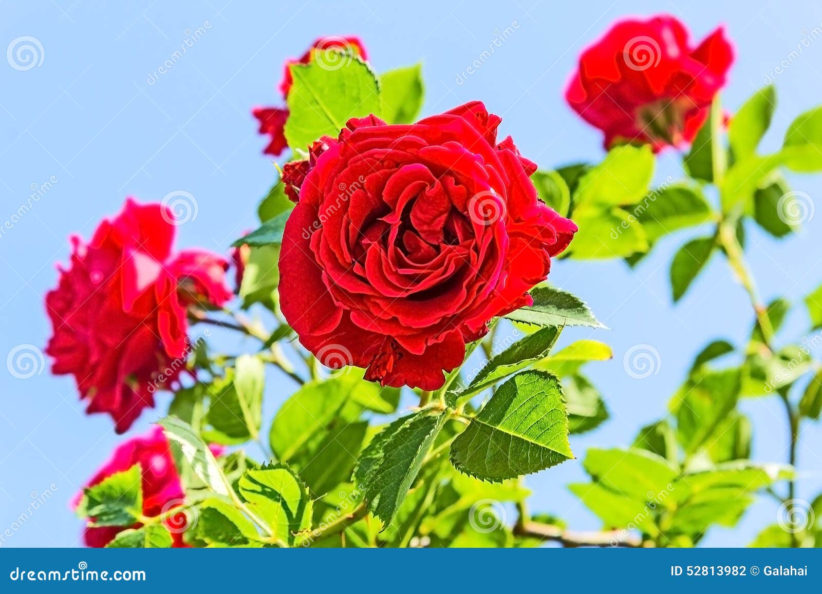 Rose Rosse Su Un Fondo Di Cielo Blu Fotografia Stock - Immagine di sole ...