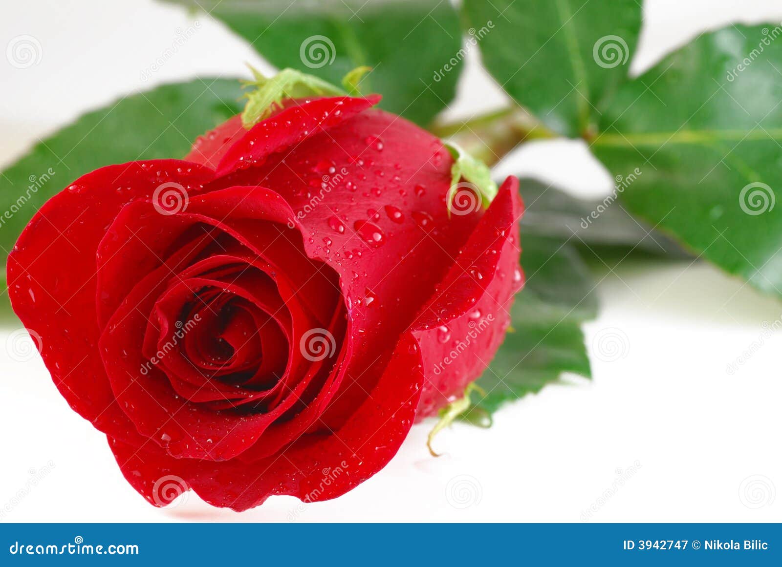 Rose rouge image stock. Image du détail, beau, fermer - 3942747