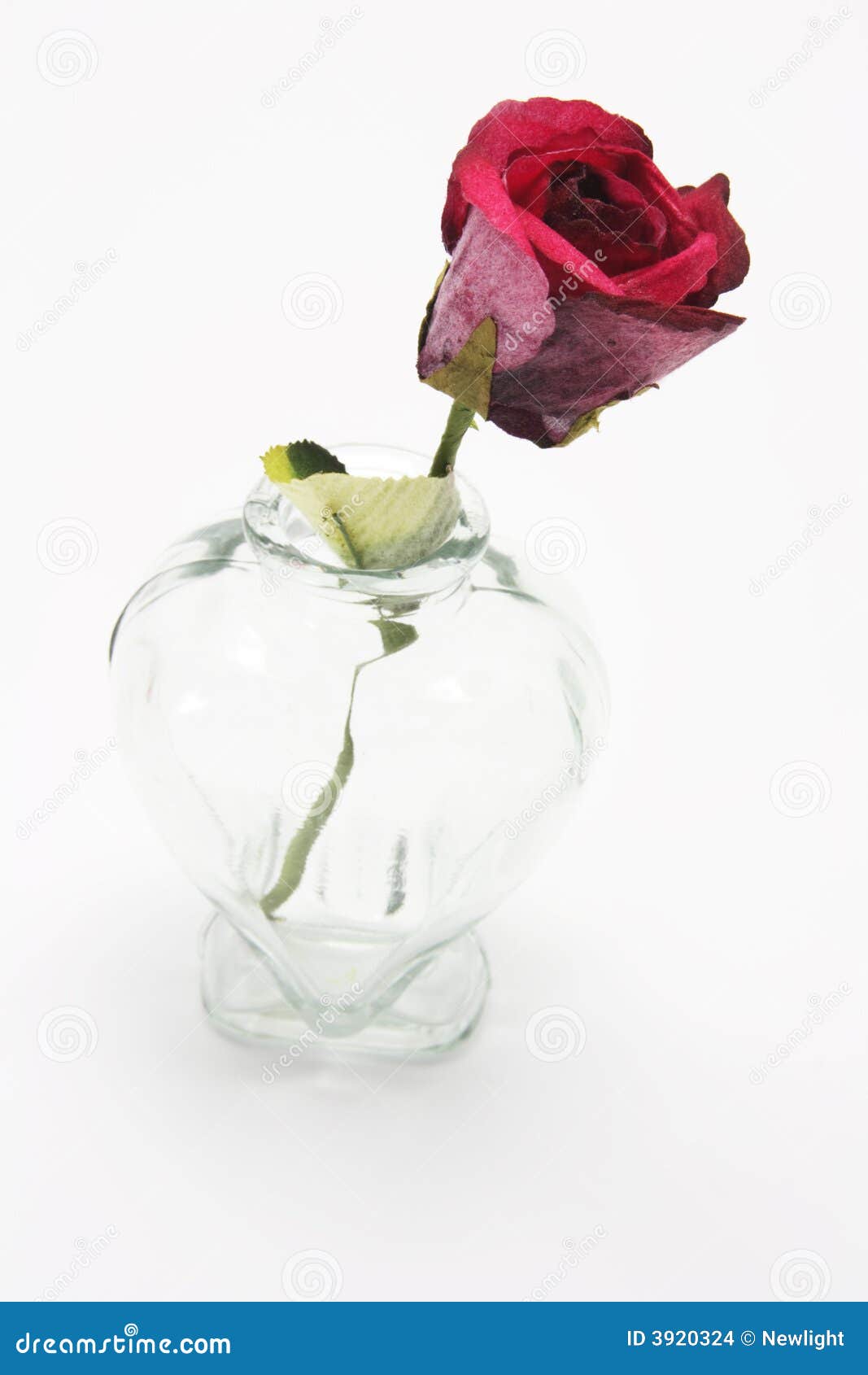 Rose rouge dans le vase photo stock. Image du désir, mère - 3920324