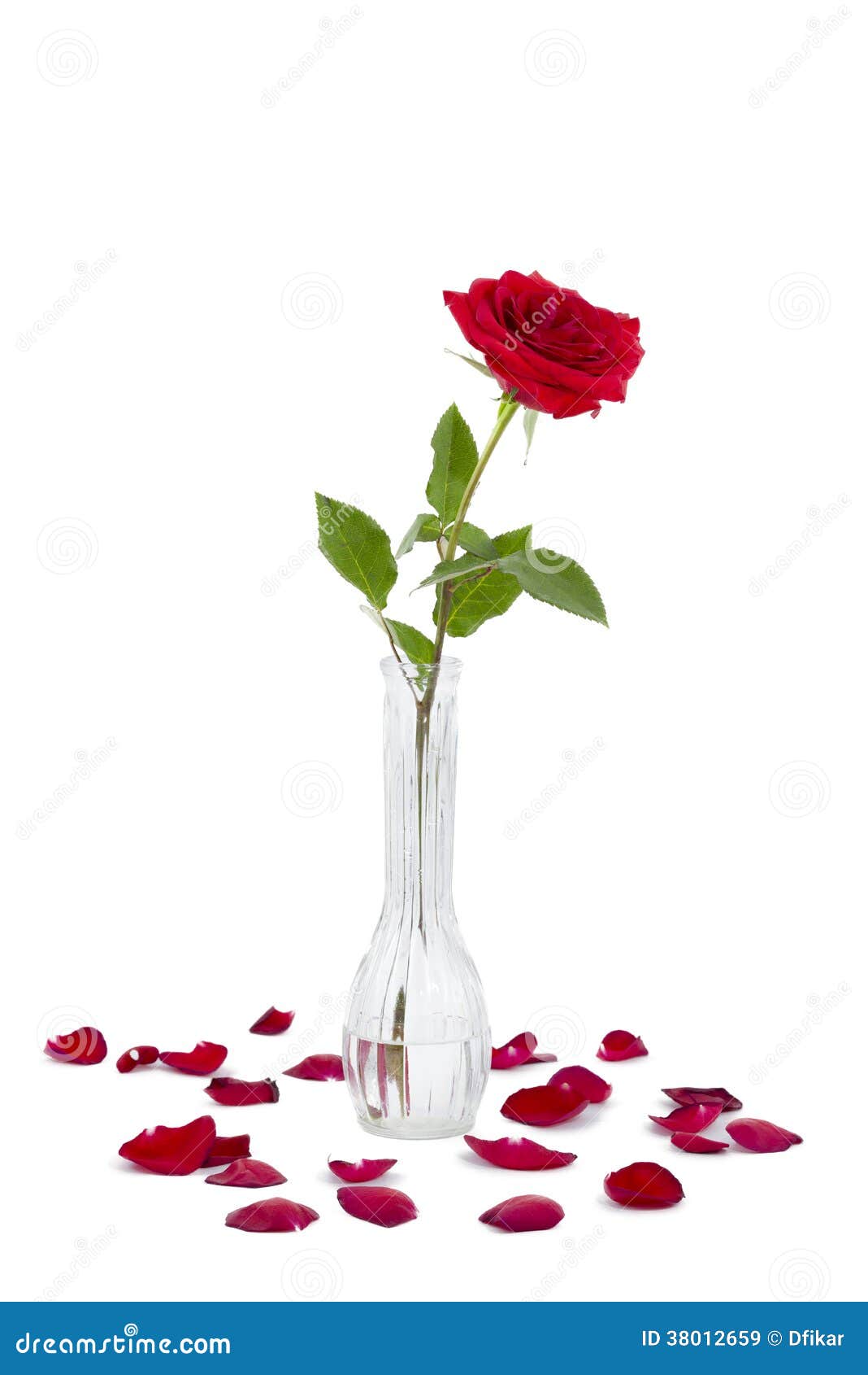 Rose rouge dans un vase image stock. Image du vase, espace - 38012659