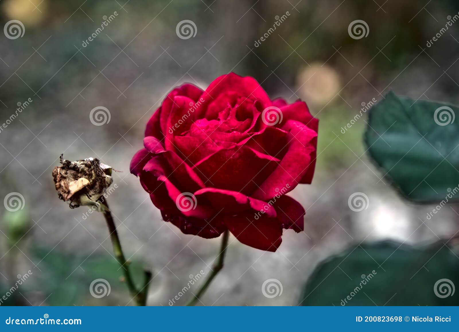 Rose Rouge En Fleur Sur Sa Tige Photo stock - Image du anniversaire ...