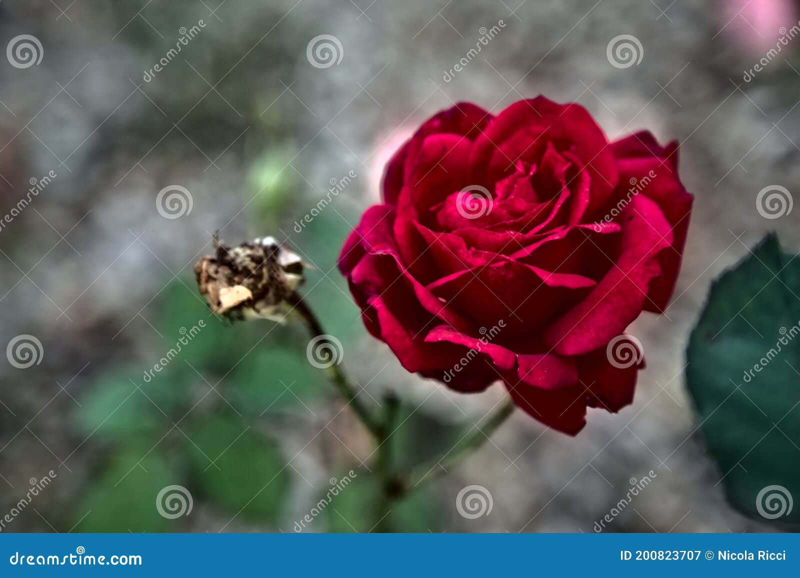 Rose Rouge En Fleur Sur Sa Tige Image stock - Image du fond, rose ...