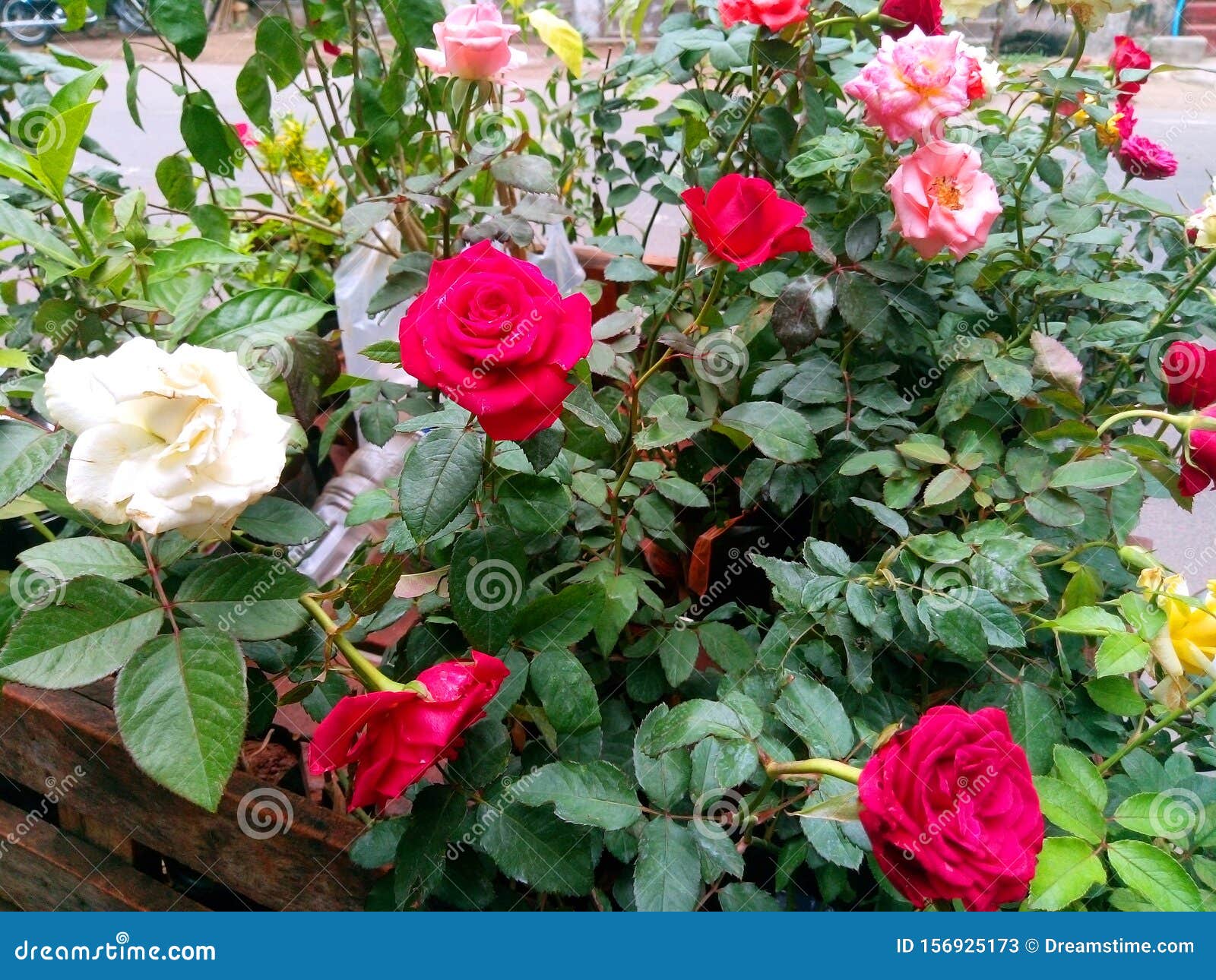 Rose Rouge Rose Rose Et Rose Blanche Image stock - Image du blanc ...