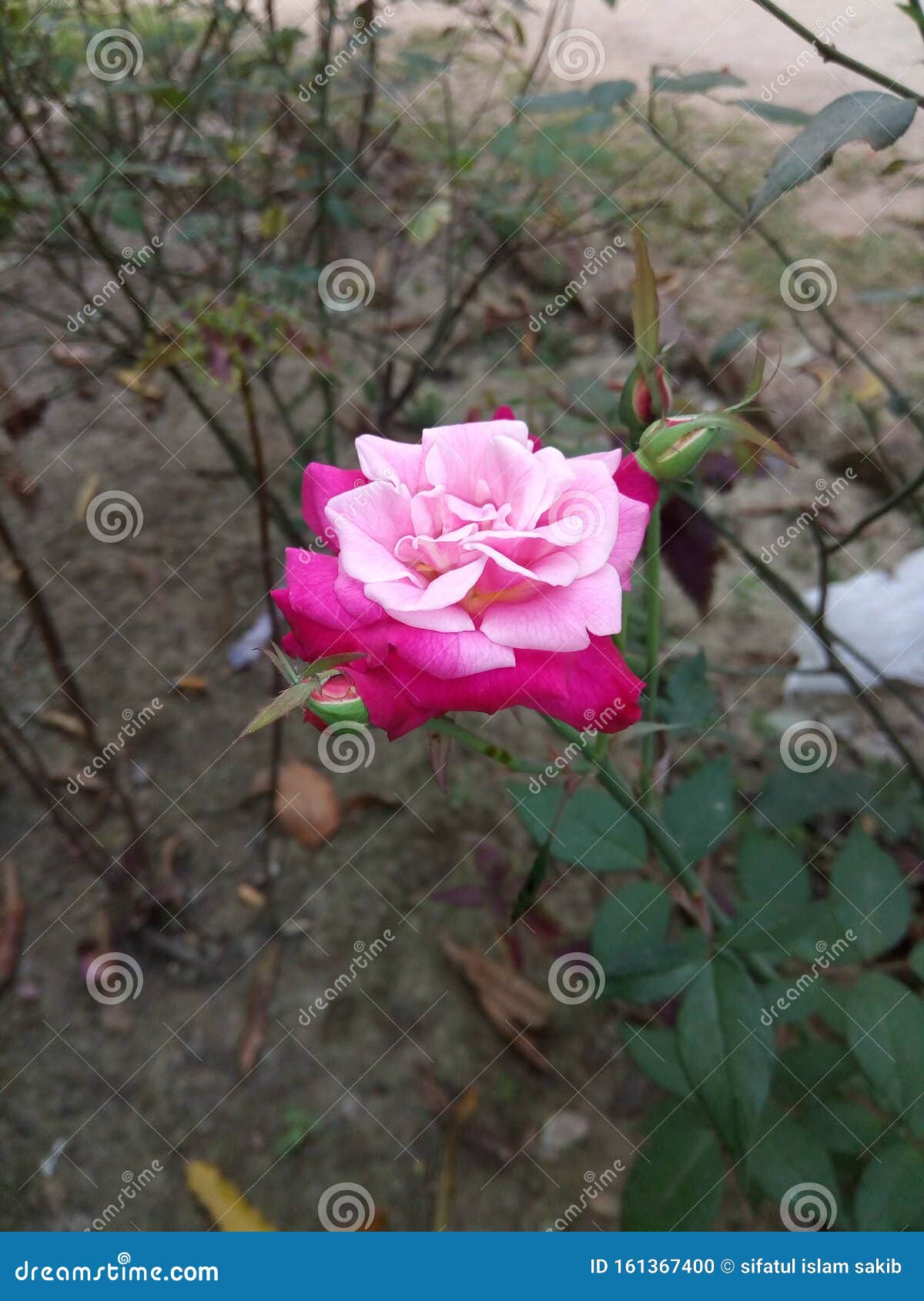 Rose rouge et blanche photo stock. Image du blanc, fleur - 161367400