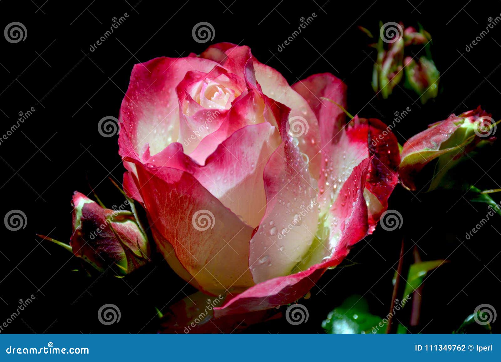 Rose Rouge Et Blanche Simple Photo stock - Image du floral, jardin ...