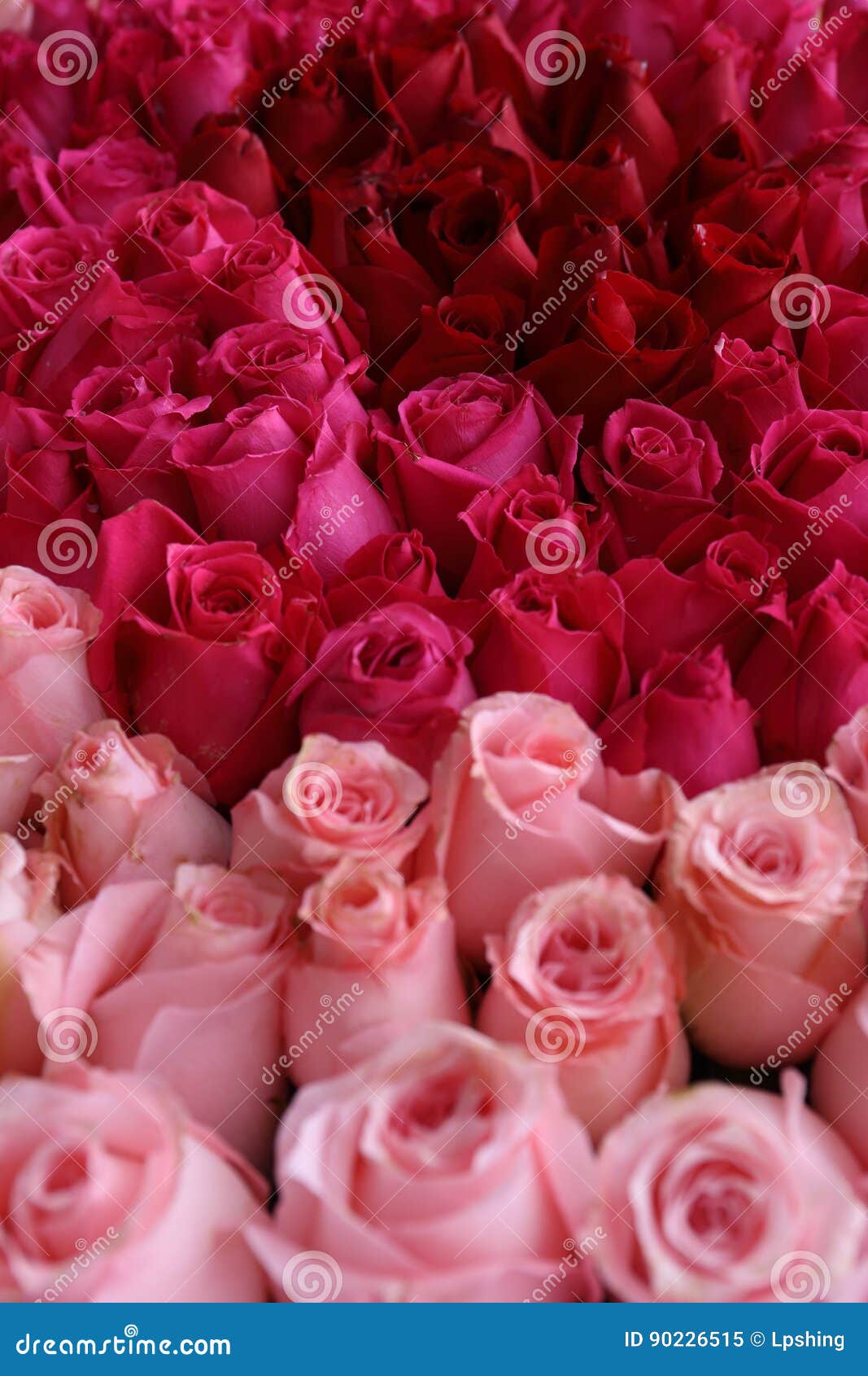 Rose Rouge Et Rose Dans Le Jardin Image stock - Image du gens, valentin ...