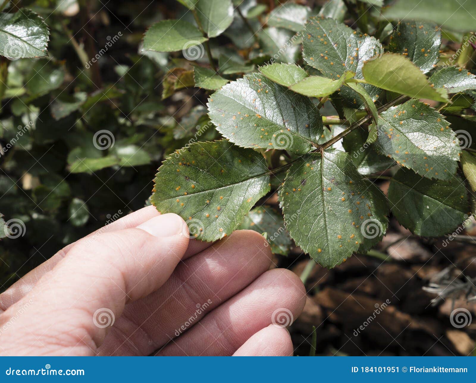 Rose Rust. Symptoms Of Fungal Disease Of Roses In Form Of Yellow Spots ...