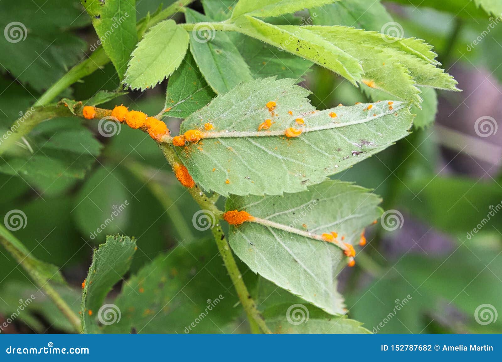 Rose Rust on the Underside of a Leaf Stock Photo - Image of gardener ...