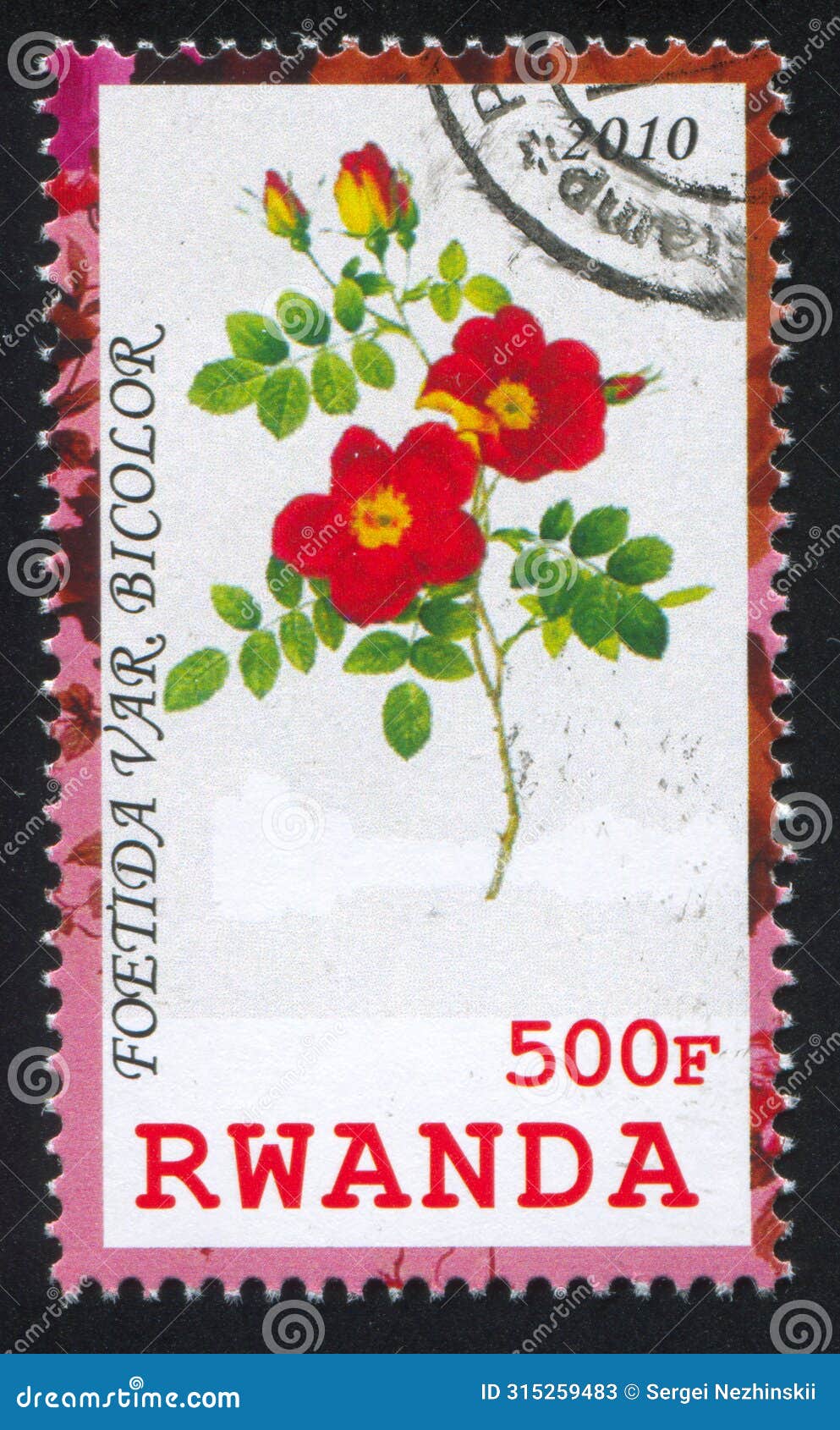 Rose editorial stock photo. Image of showy, flower, inflorescence ...