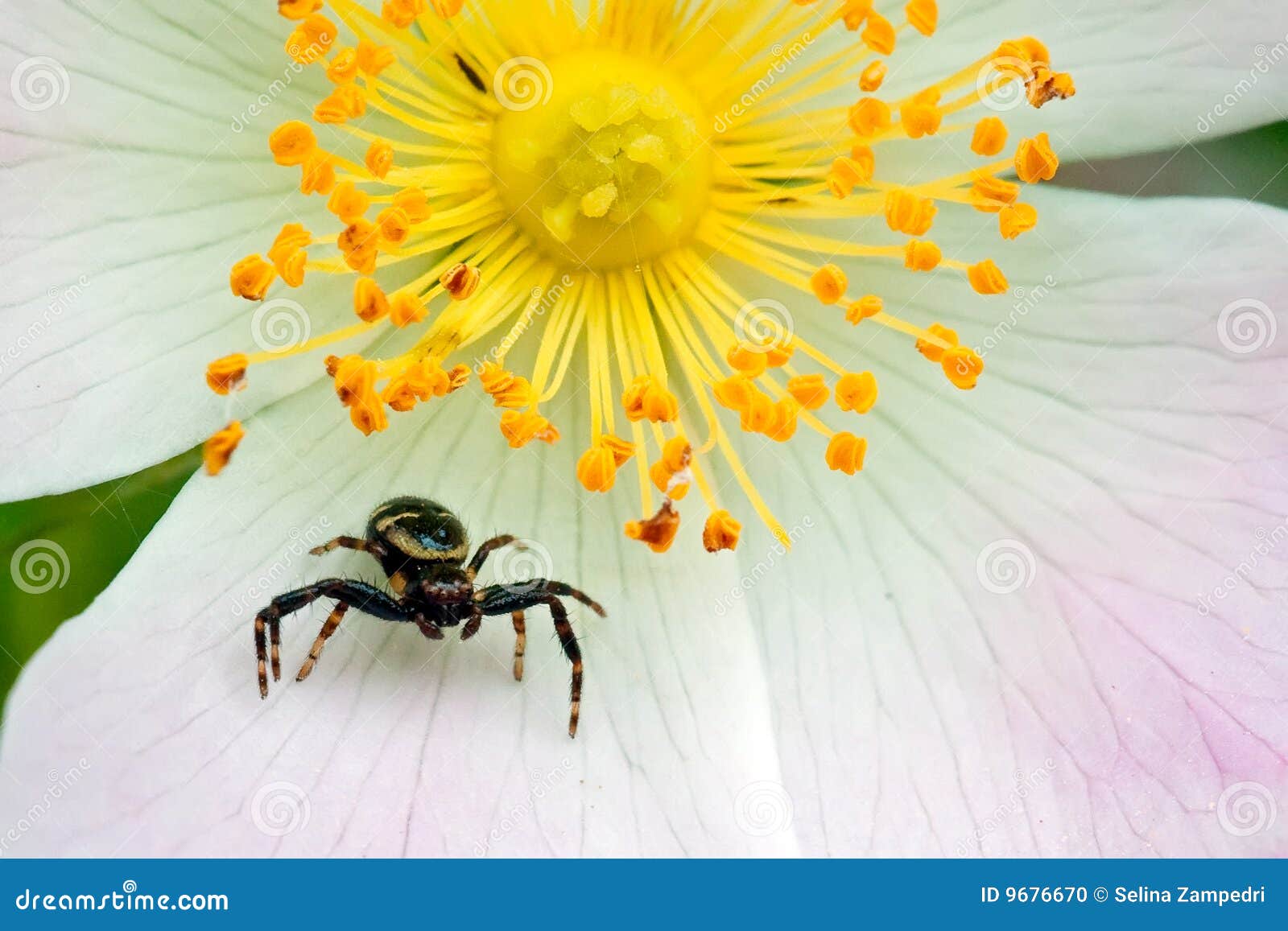 The Rose s Guardian stock photo. Image of flowers, petals - 9676670