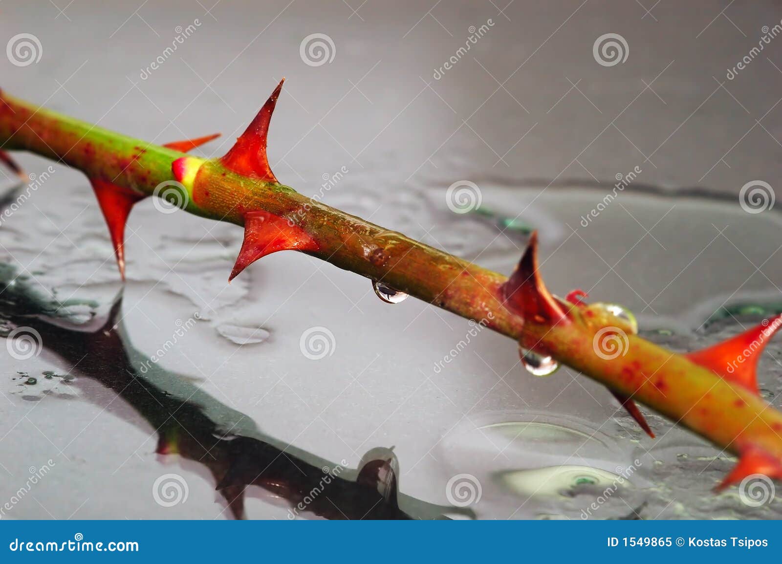 Rose s prickles in rain stock image. Image of ghostly - 1549865