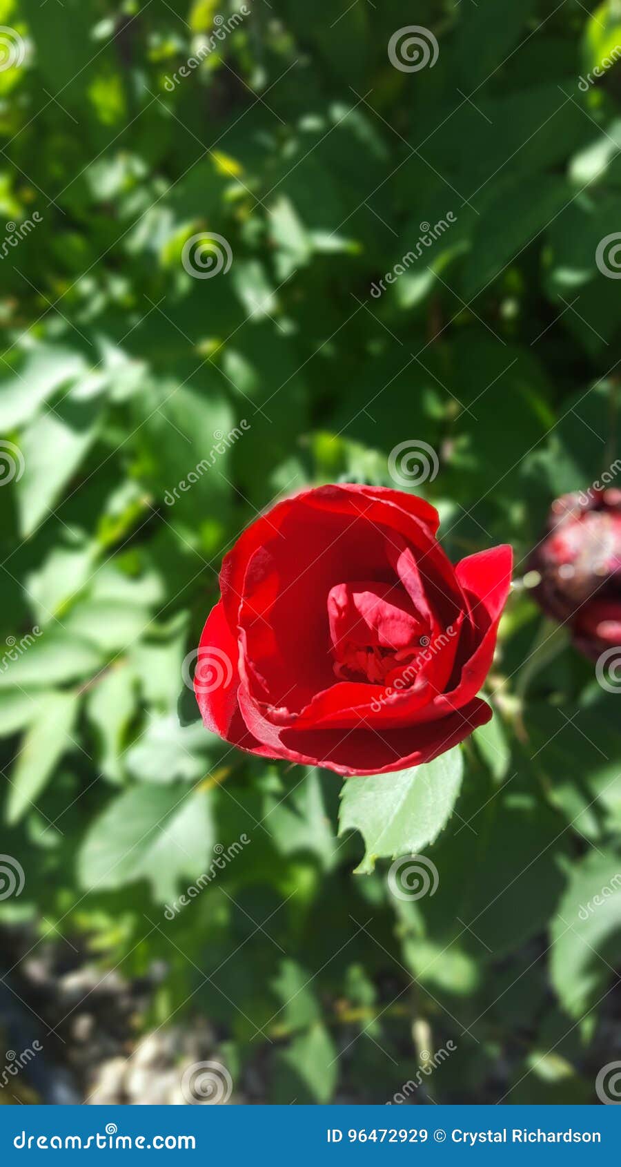 Rose`s smile in spring stock image. Image of roses, single - 96472929