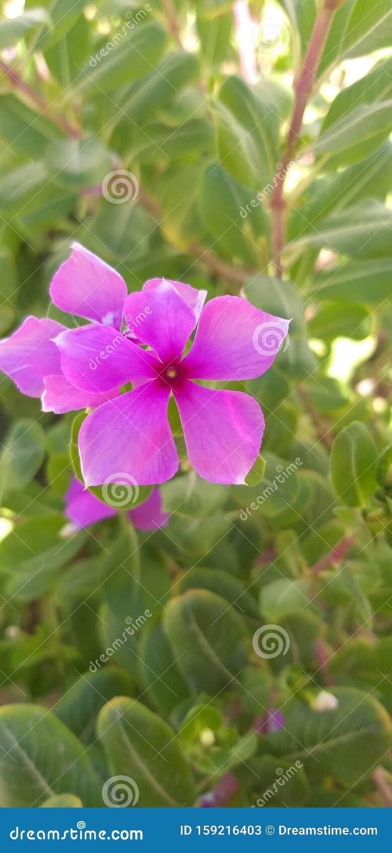 Rose of Sahara stock image. Image of desert, nature - 159216403