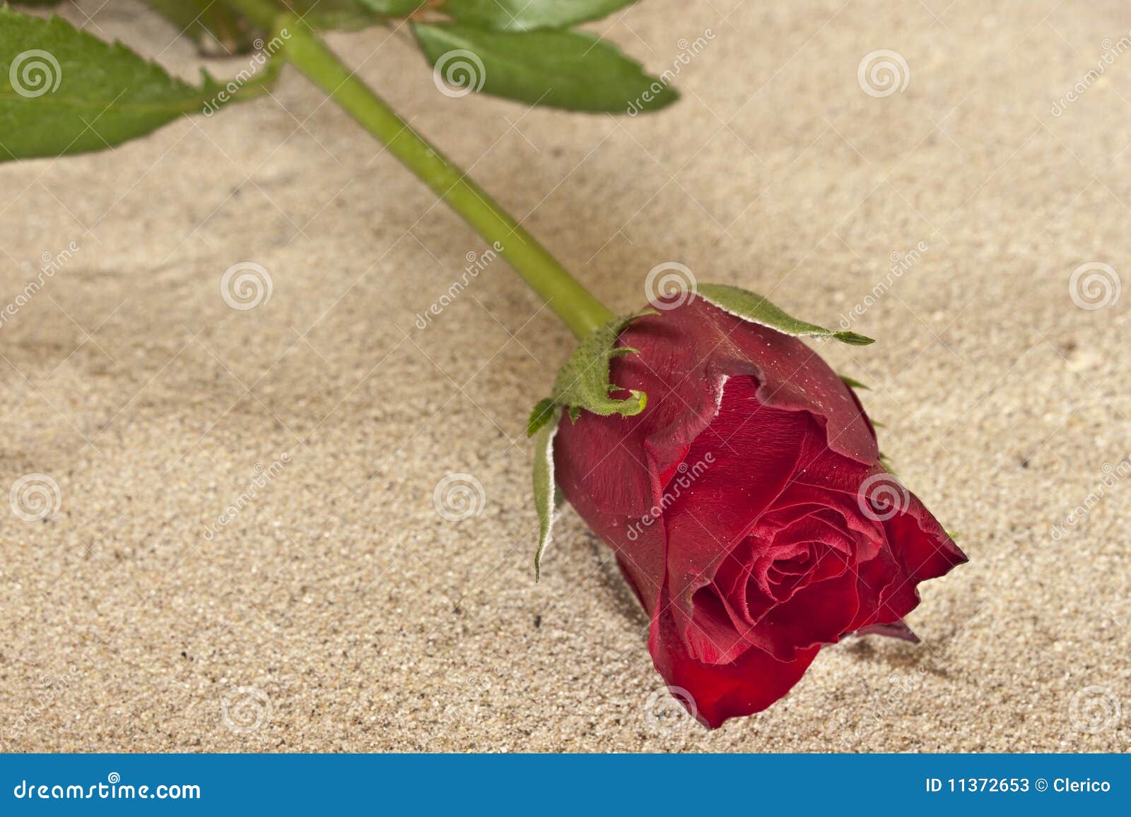 Rose in sand stock image. Image of flowers, plants, bloom - 11372653