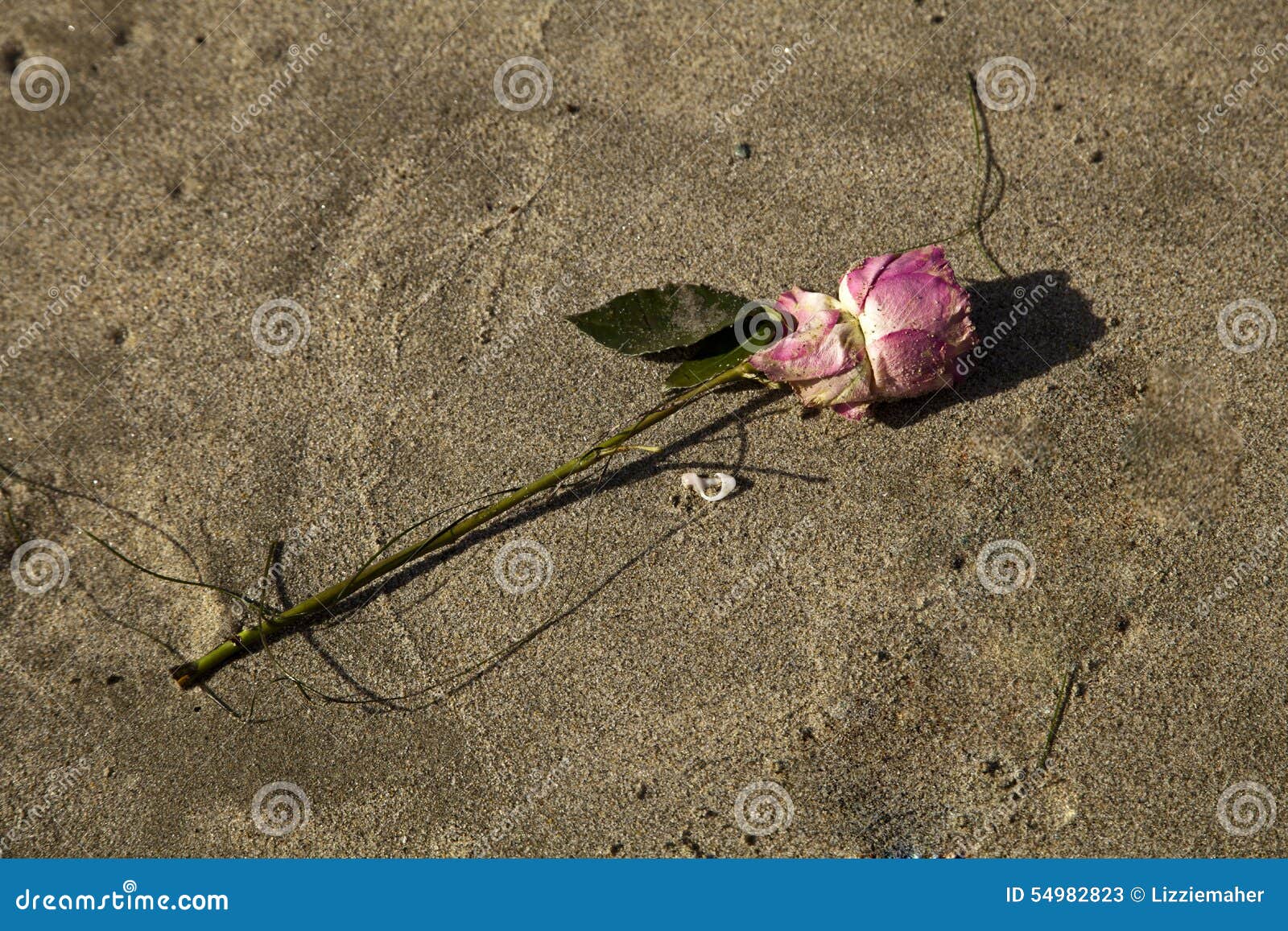 Rose in the Sand stock image. Image of desert, flora - 54982823