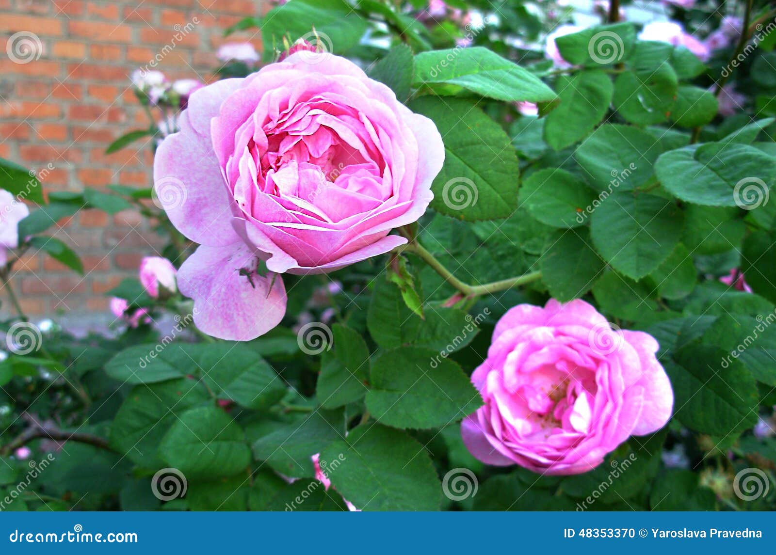 Rose sauvage photo stock. Image du fleur, fleuraison - 48353370