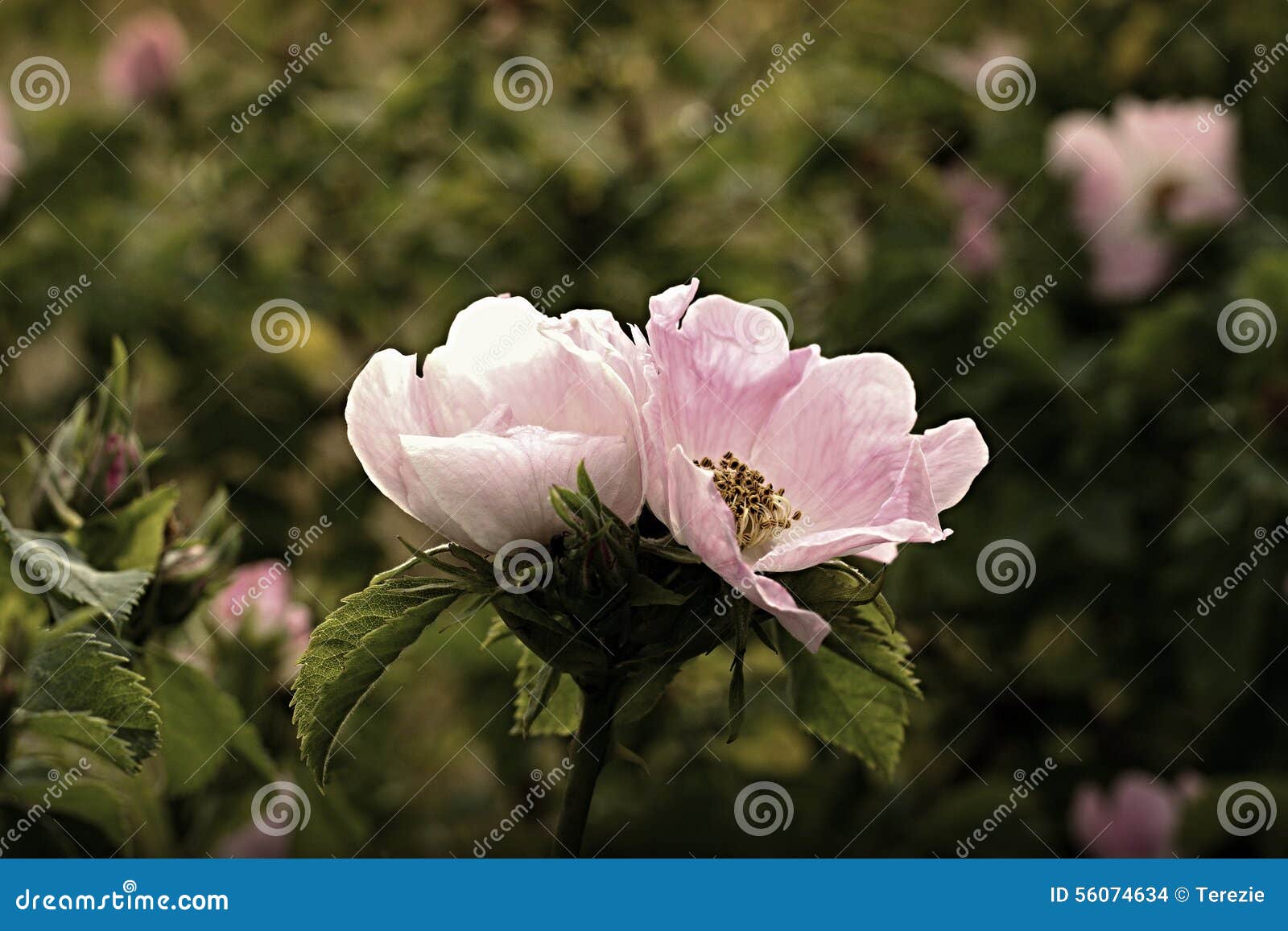 Rose sauvage photo stock. Image du floraison, extérieur - 56074634