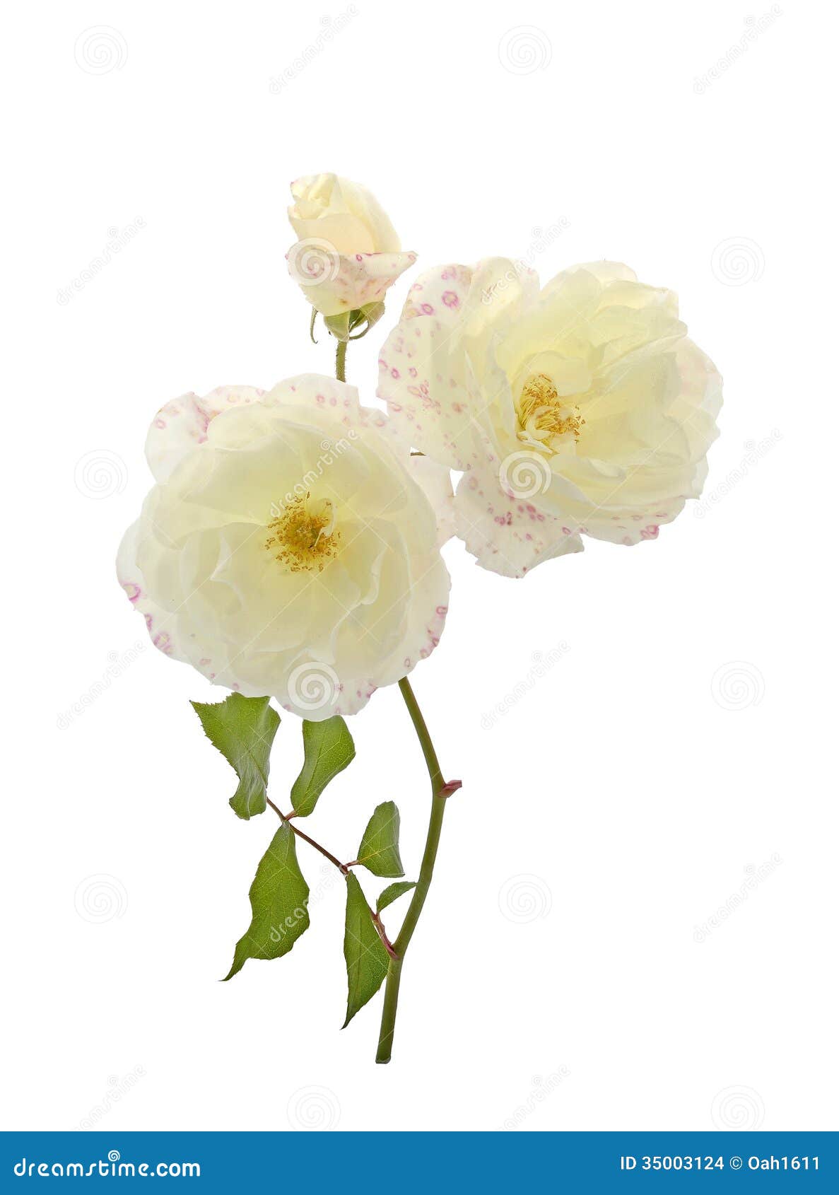 Rose Sauvage D'isolement Sur Le Blanc Photo stock - Image du été, fleur ...