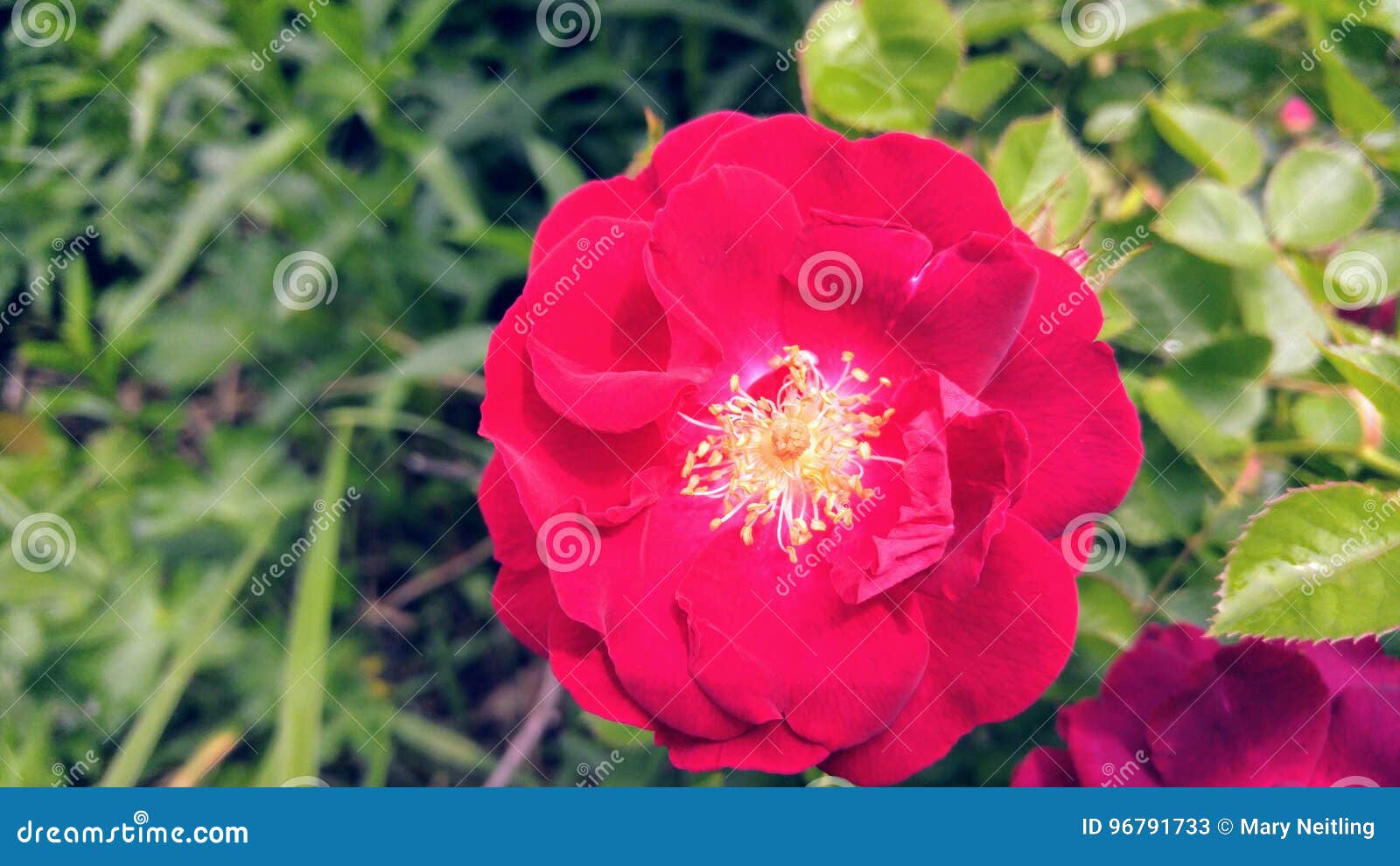 Rose sauvage rouge simple image stock. Image du floral - 96791733