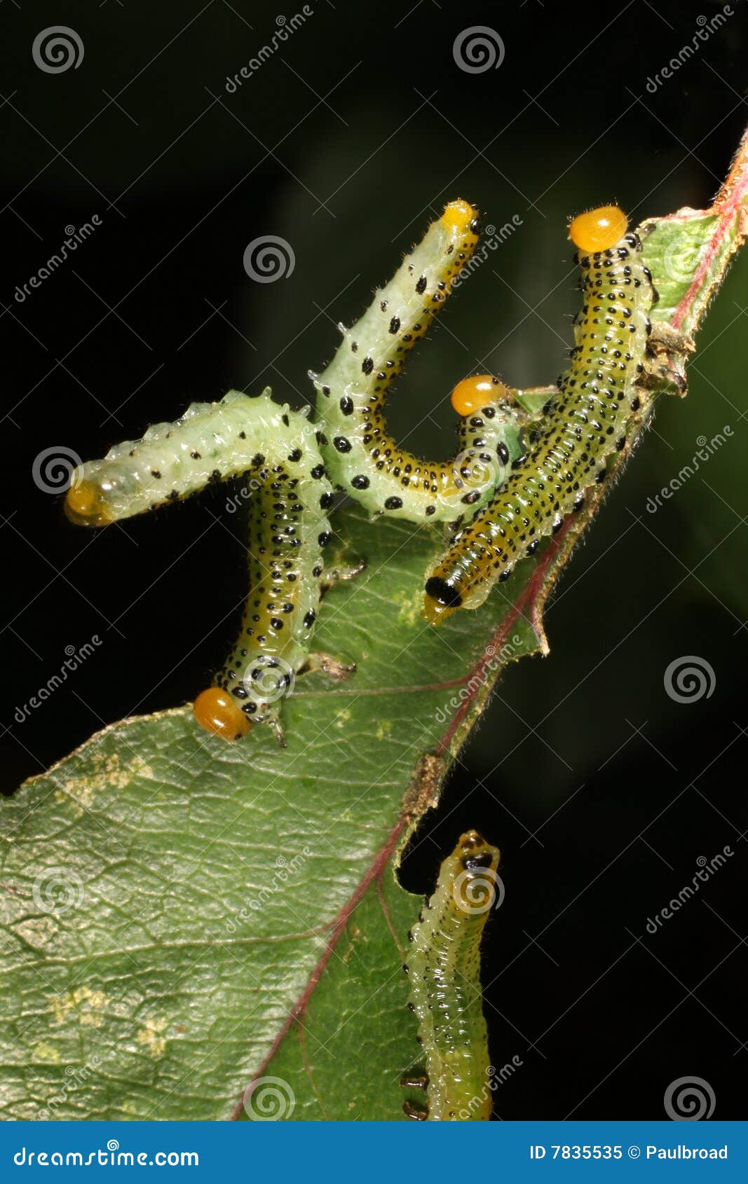Rose Sawfly Larva - Garden Pest Stock Photography | CartoonDealer.com ...