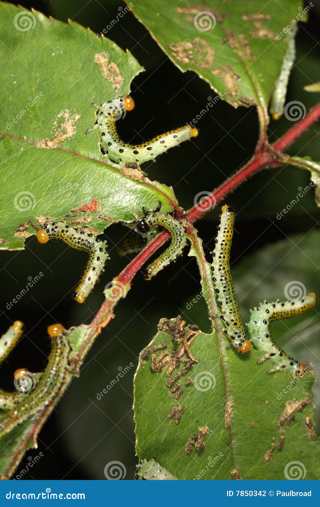 Rose Sawfly Larvae Stock Photography | CartoonDealer.com #7850342
