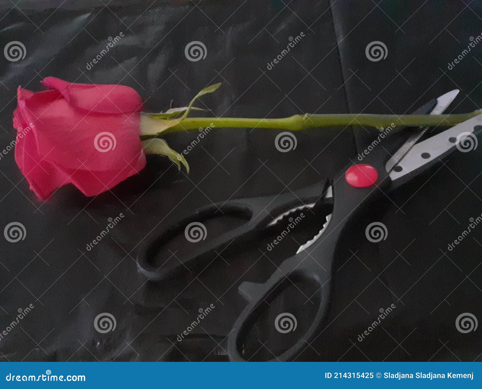 Rose and scissors stock image. Image of pink, petal - 214315425