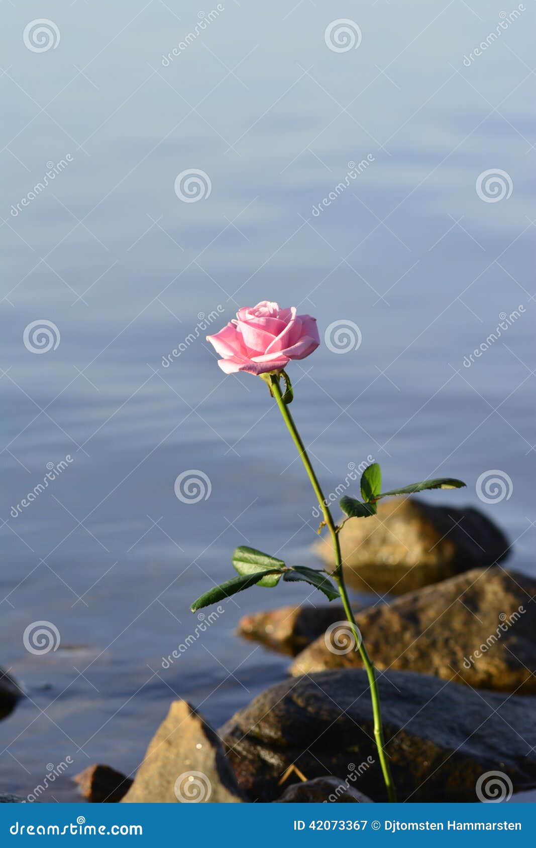 Rose by the sea stock image. Image of pure, care, closeup - 42073367