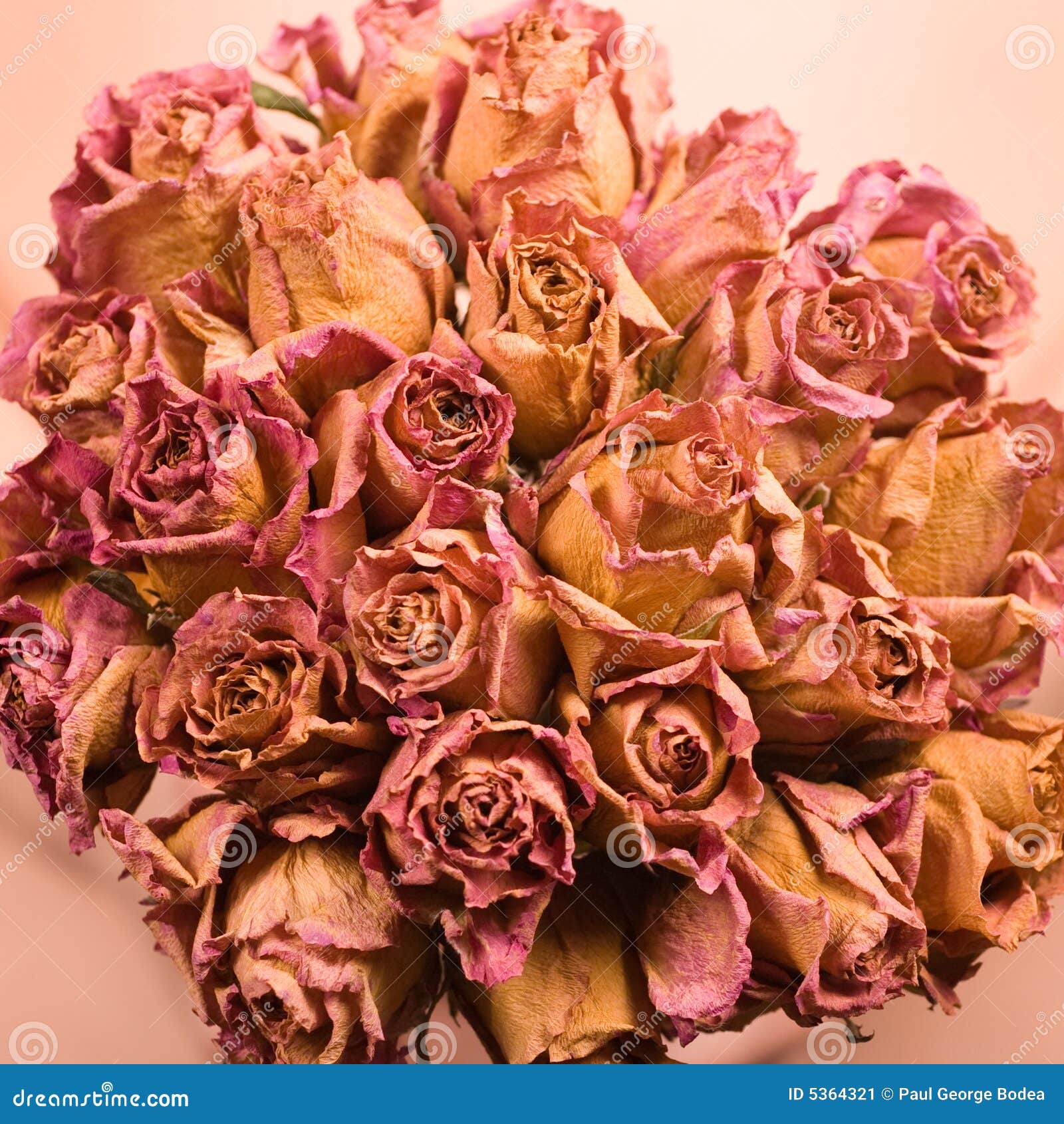 Rose secche immagine stock. Immagine di germogli, fiori - 5364321