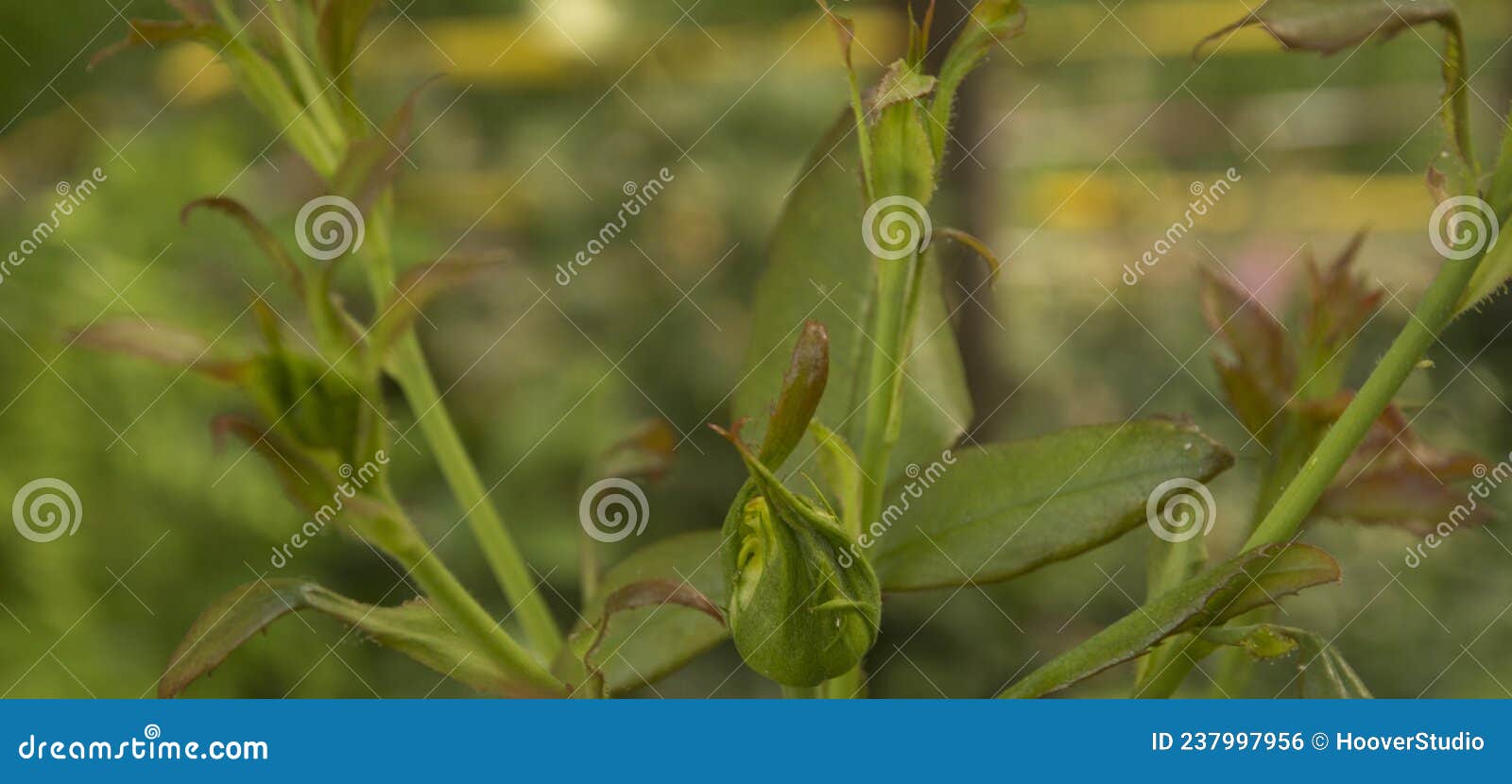 Rose Seed Buds in the Backyard Stock Photo - Image of buds, spring ...
