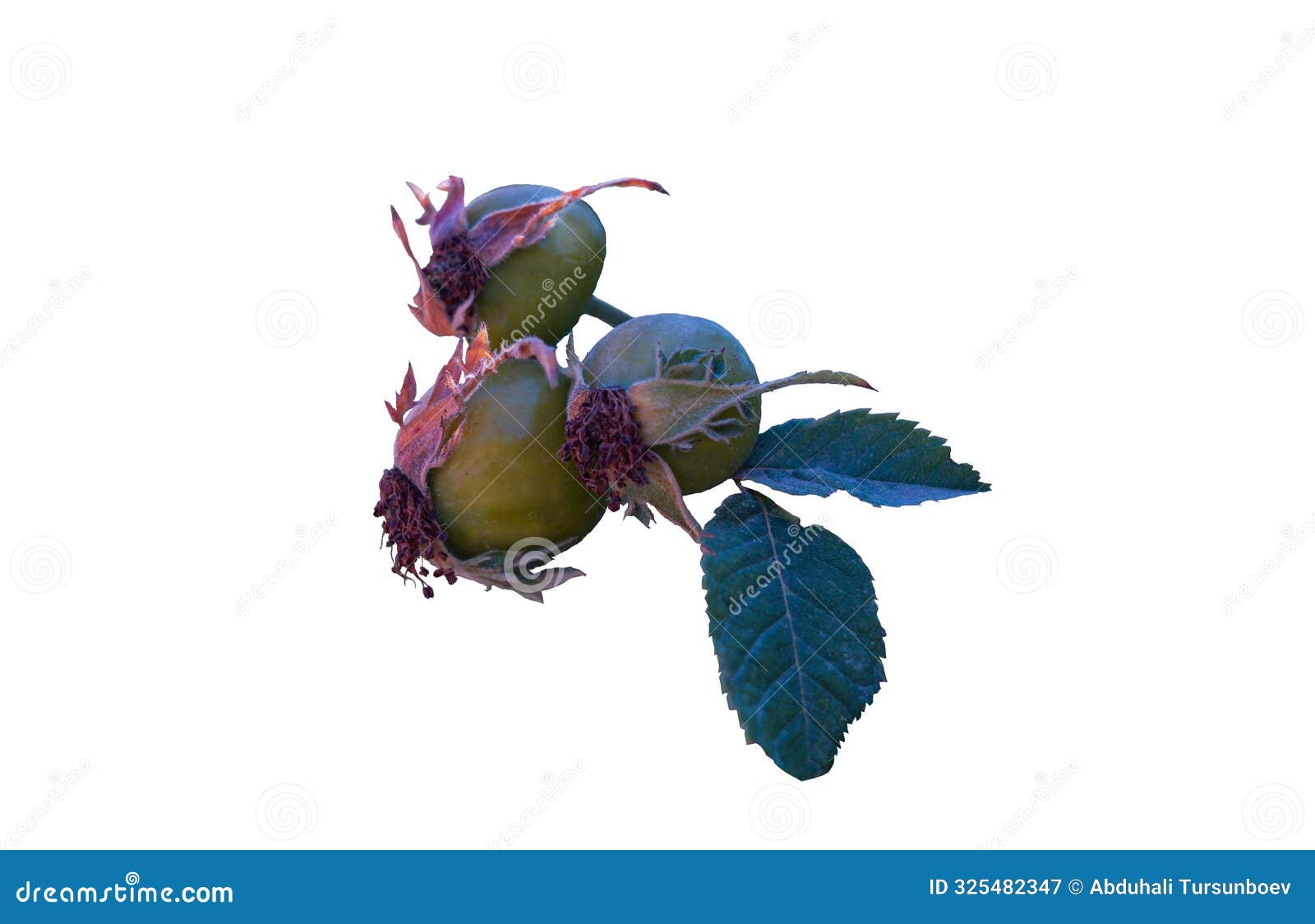 Rose seed and leaf stock illustration. Illustration of wild - 325482347