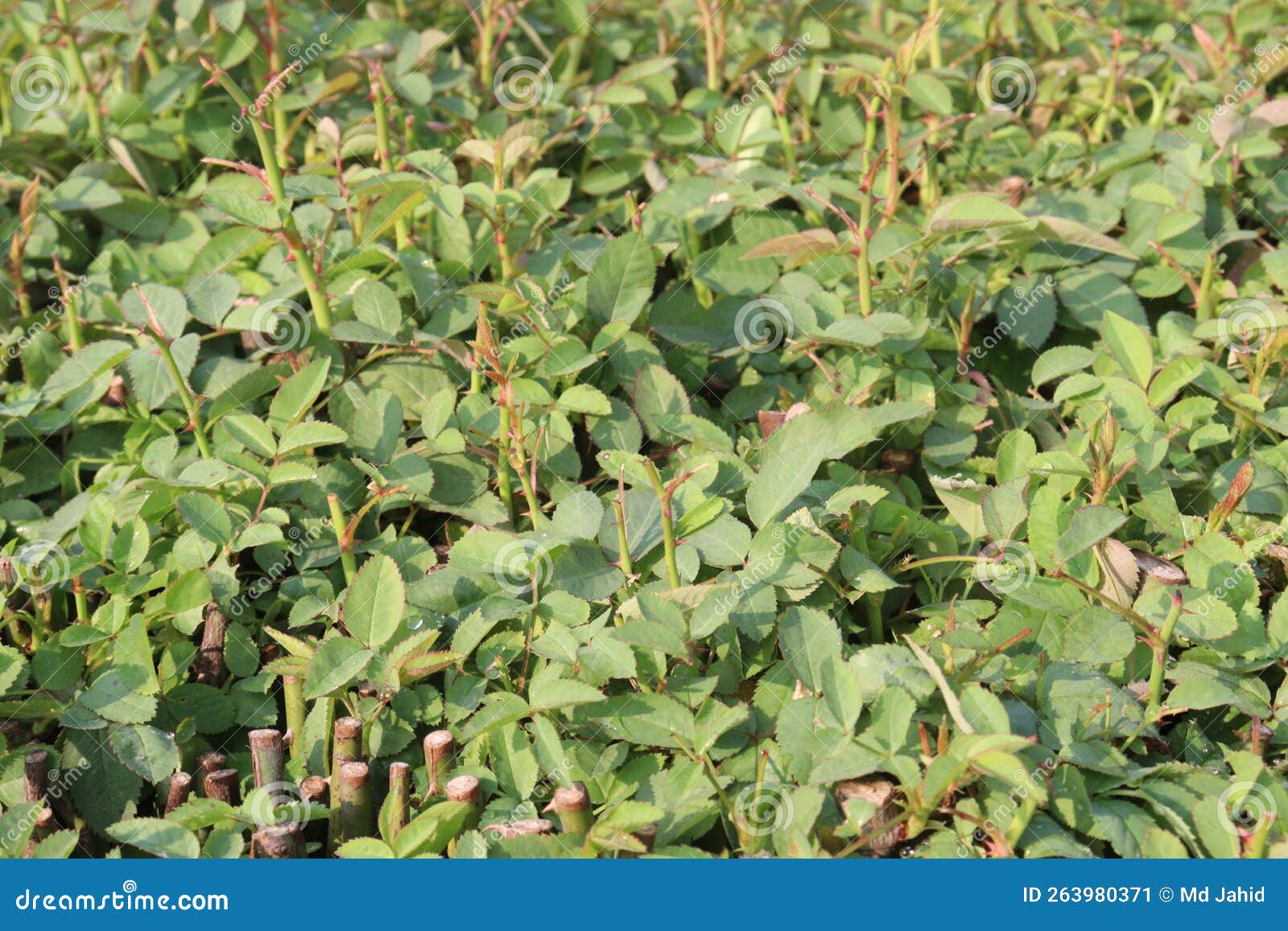Rose Seedling Stock on Farm Stock Image - Image of single, bait: 263980371