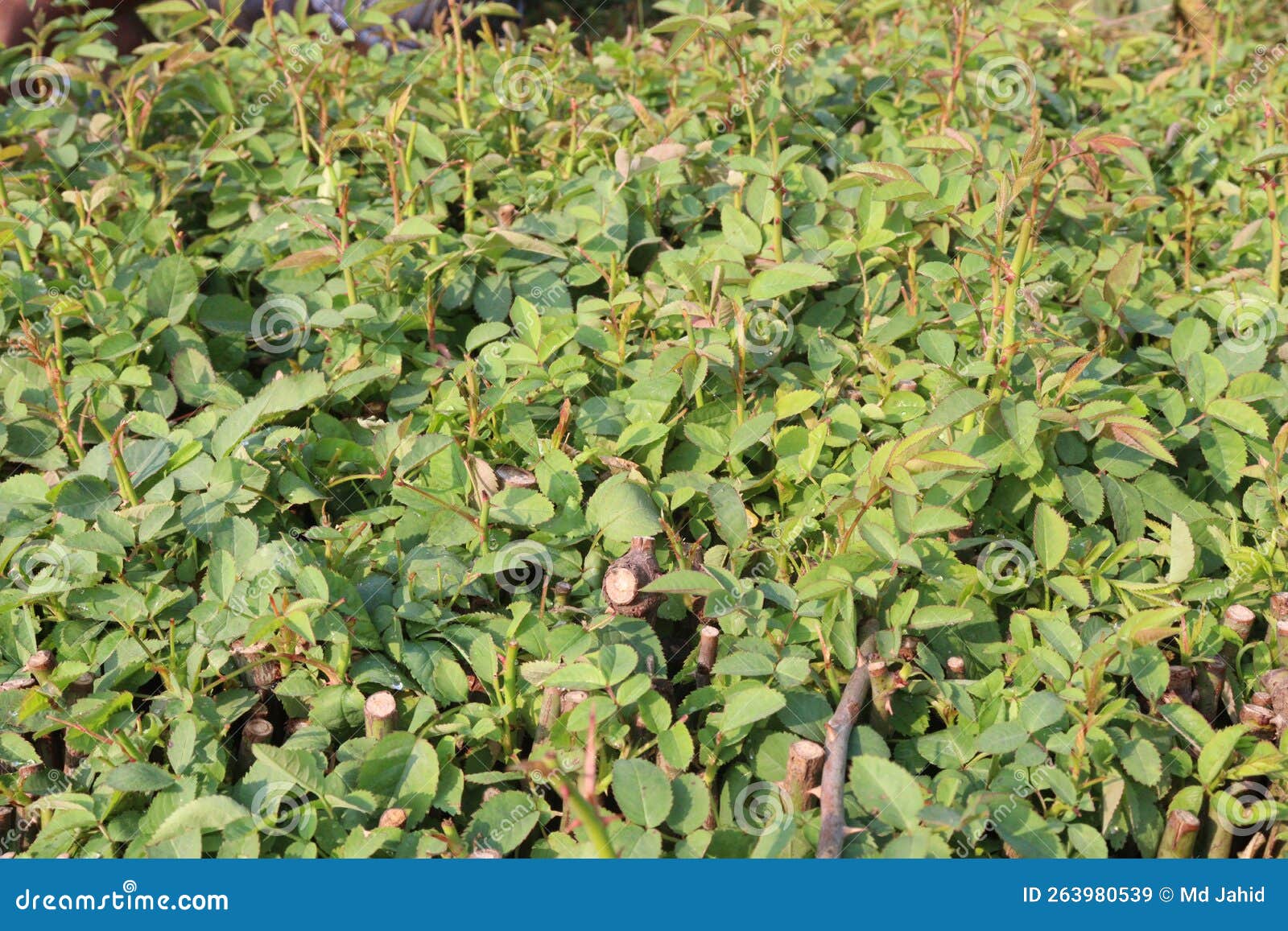 Rose Seedling Stock on Farm Stock Image - Image of spawn, seedling ...