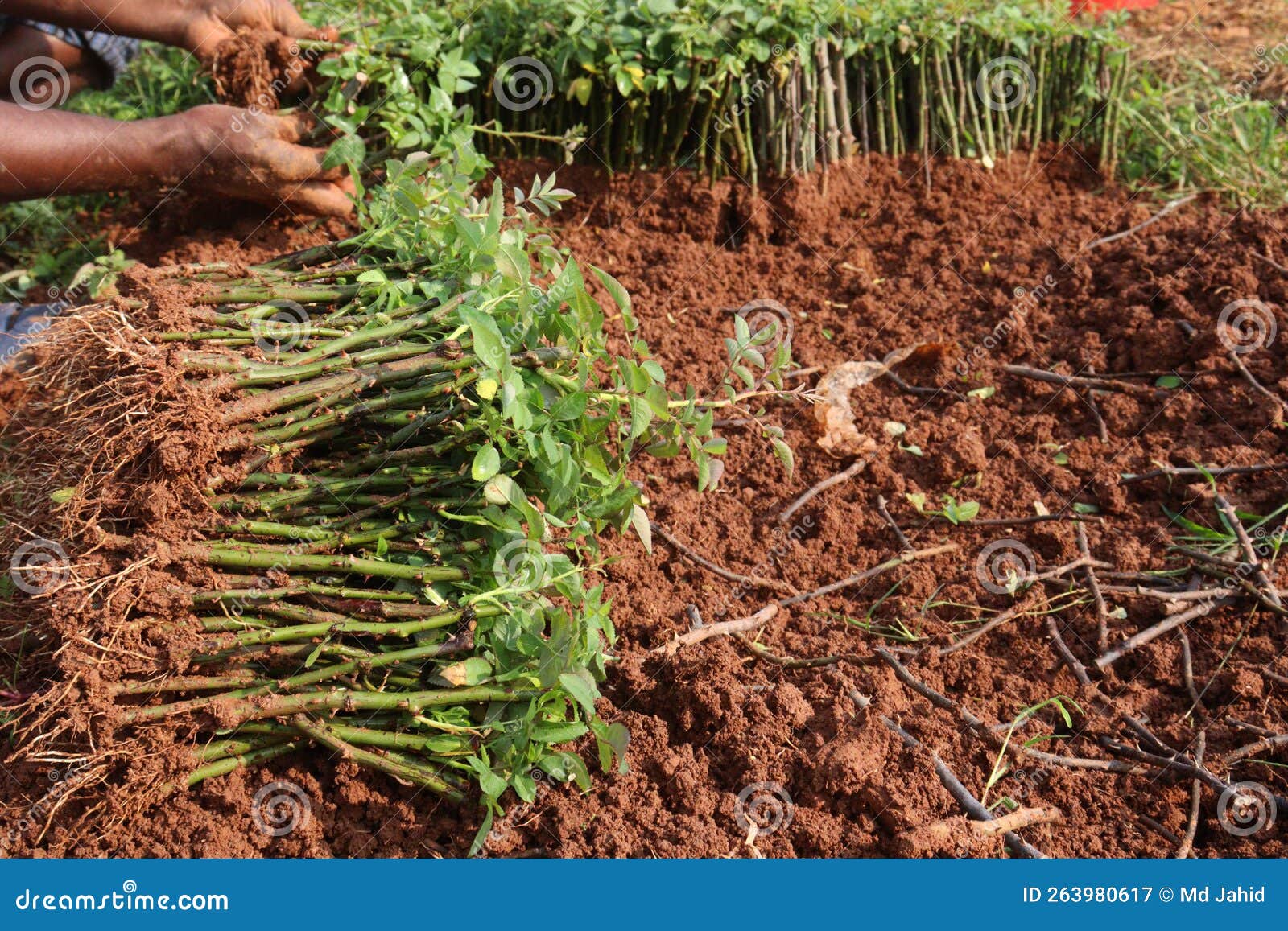 Rose Seedling Stock on Farm Stock Image - Image of bouquet, grower ...