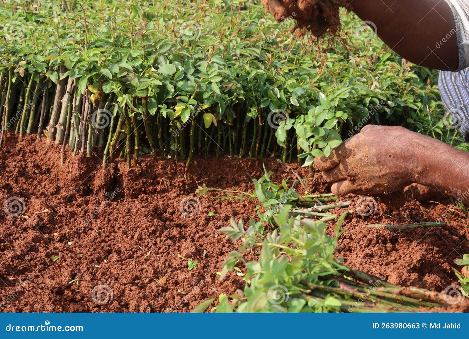 Rose Seedling Stock on Farm Stock Image - Image of love, agriculture ...