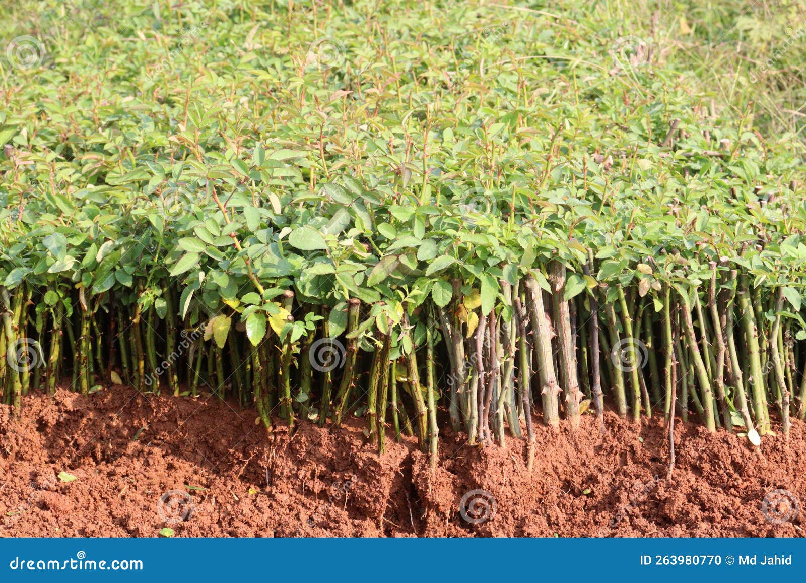 Rose Seedling Stock on Farm Stock Photo - Image of single, wedding ...