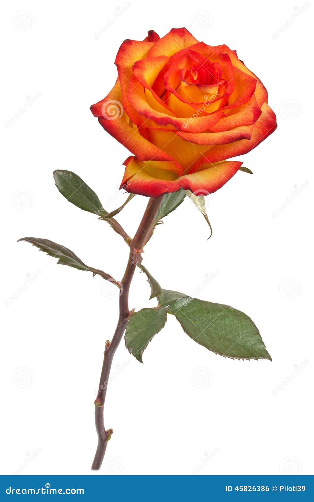 Rose seule photo stock. Image du nature, rouge, image - 45826386