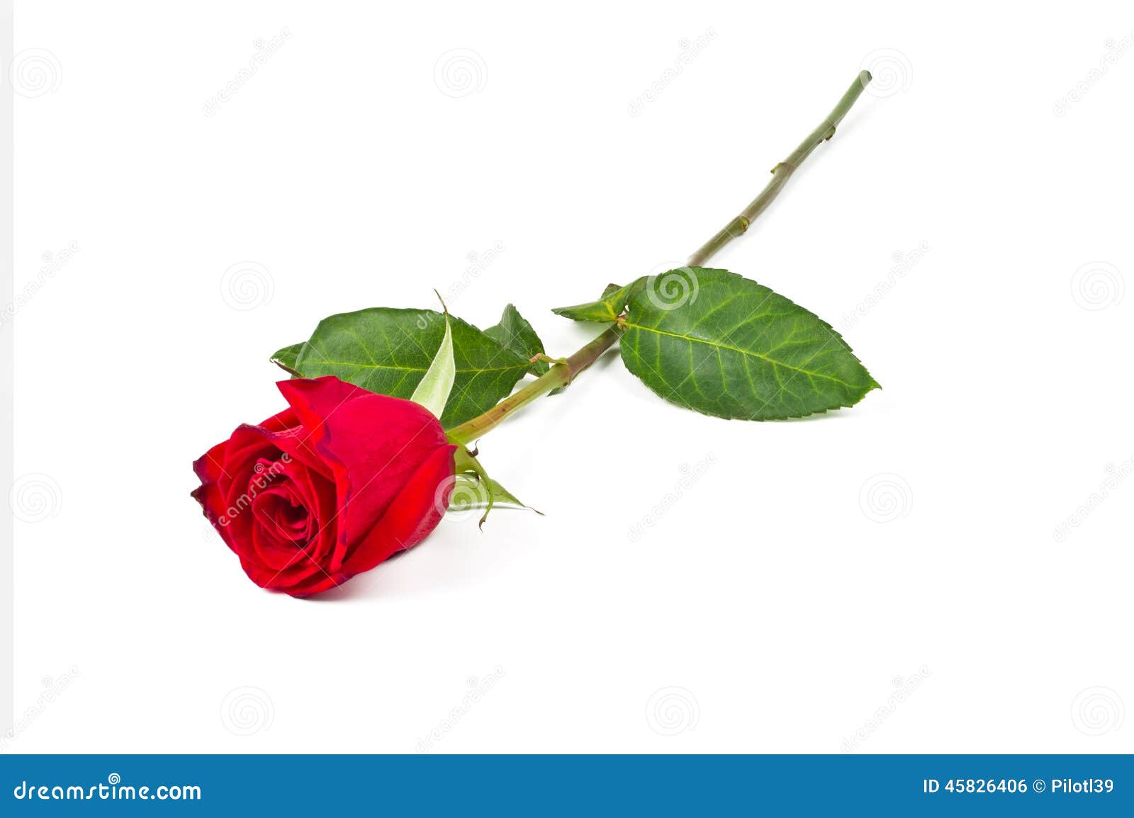 Rose seule photo stock. Image du fleur, vacances, image - 45826406