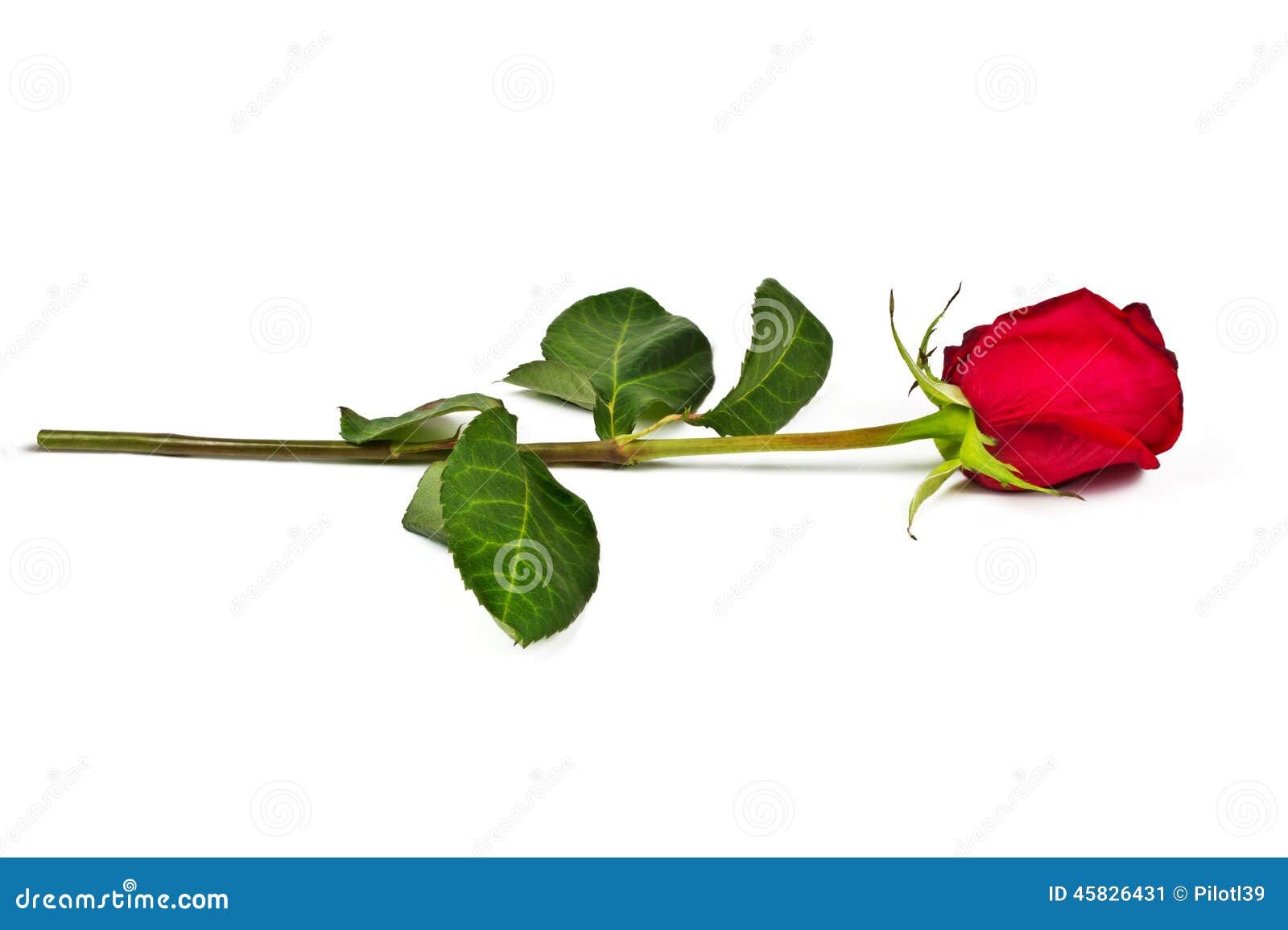 Rose seule image stock. Image du couleur, jour, amour - 45826431