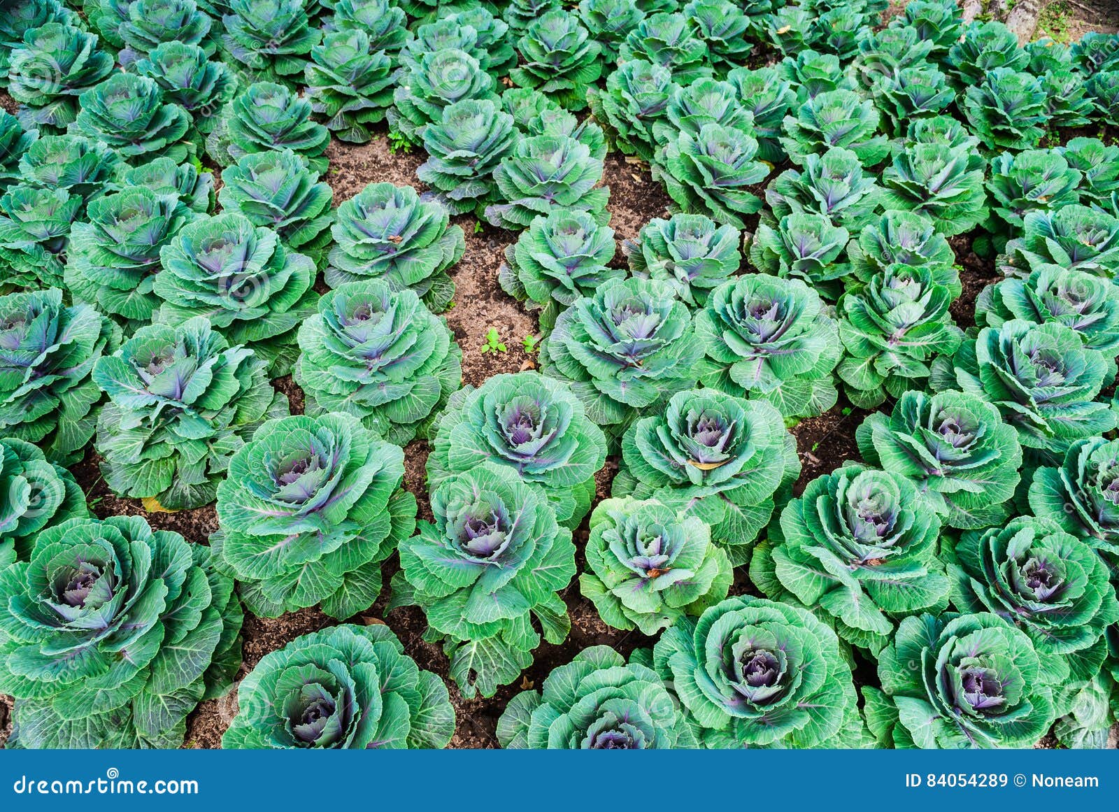 Rose Shaped Decoration Cabbage on Ground Stock Image - Image of food ...
